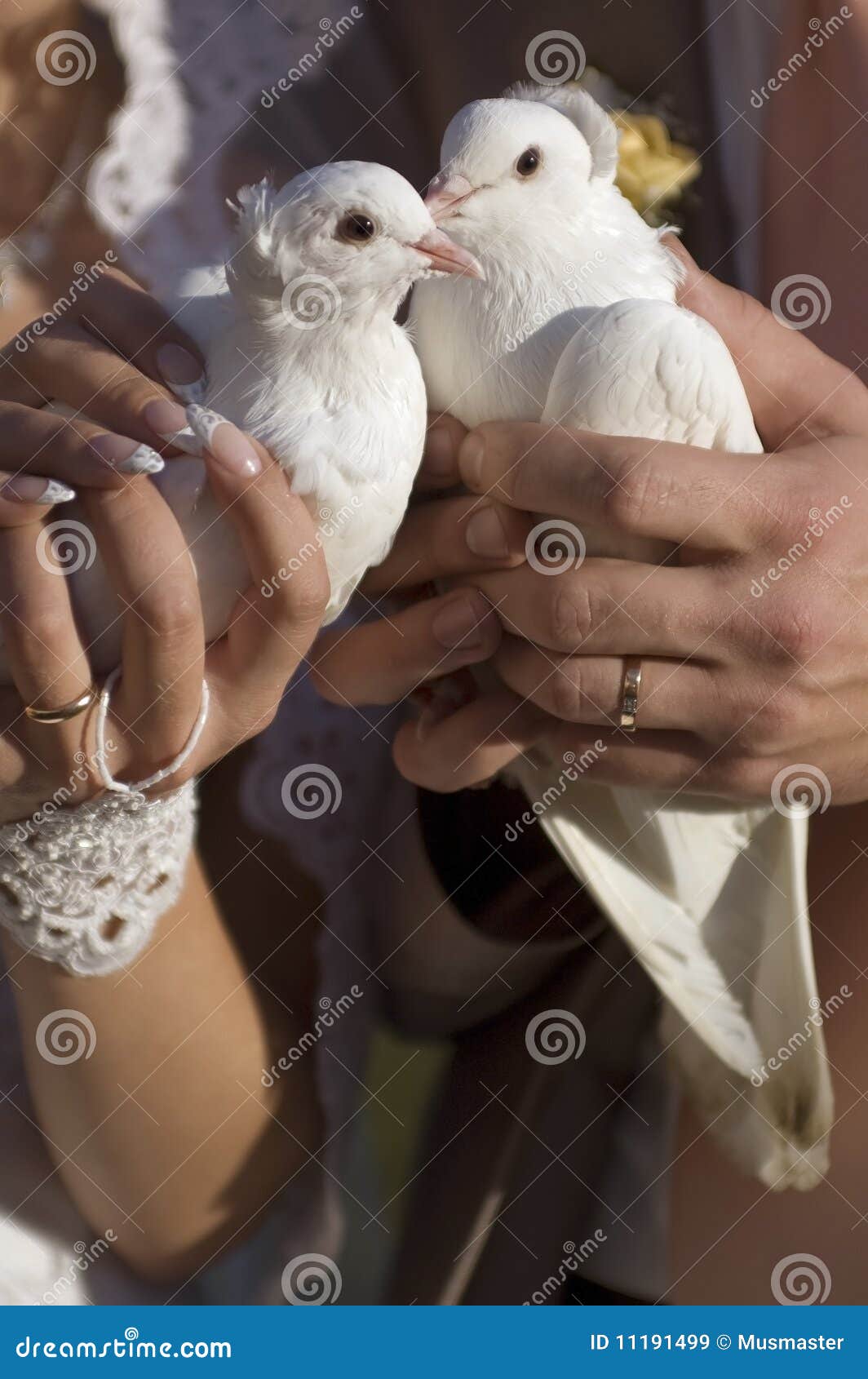 Wedding doves stock image. Image of wedding, necklace - 11191499