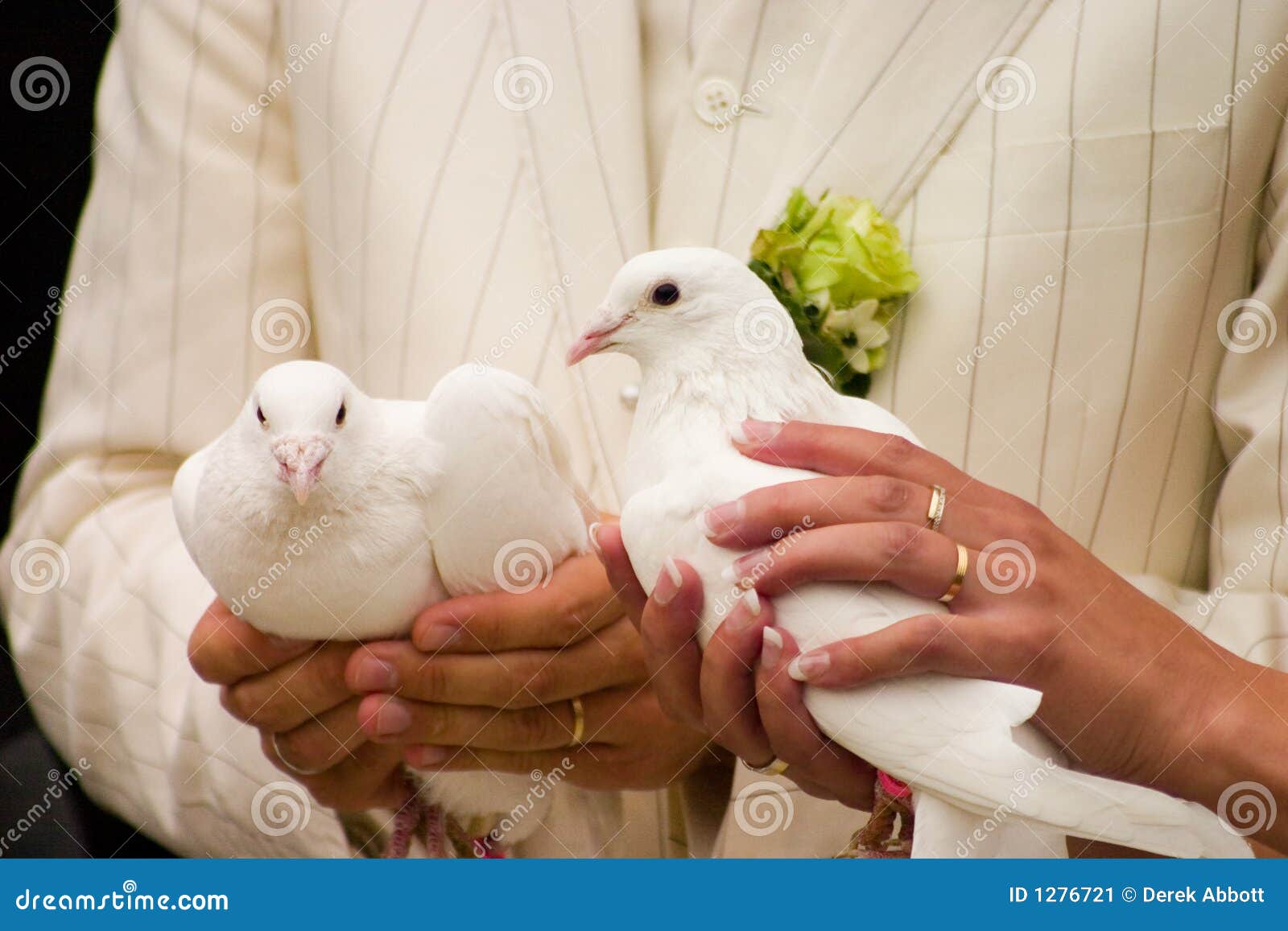 Wedding doves stock image. Image of ivory, tradition, doves - 1276721