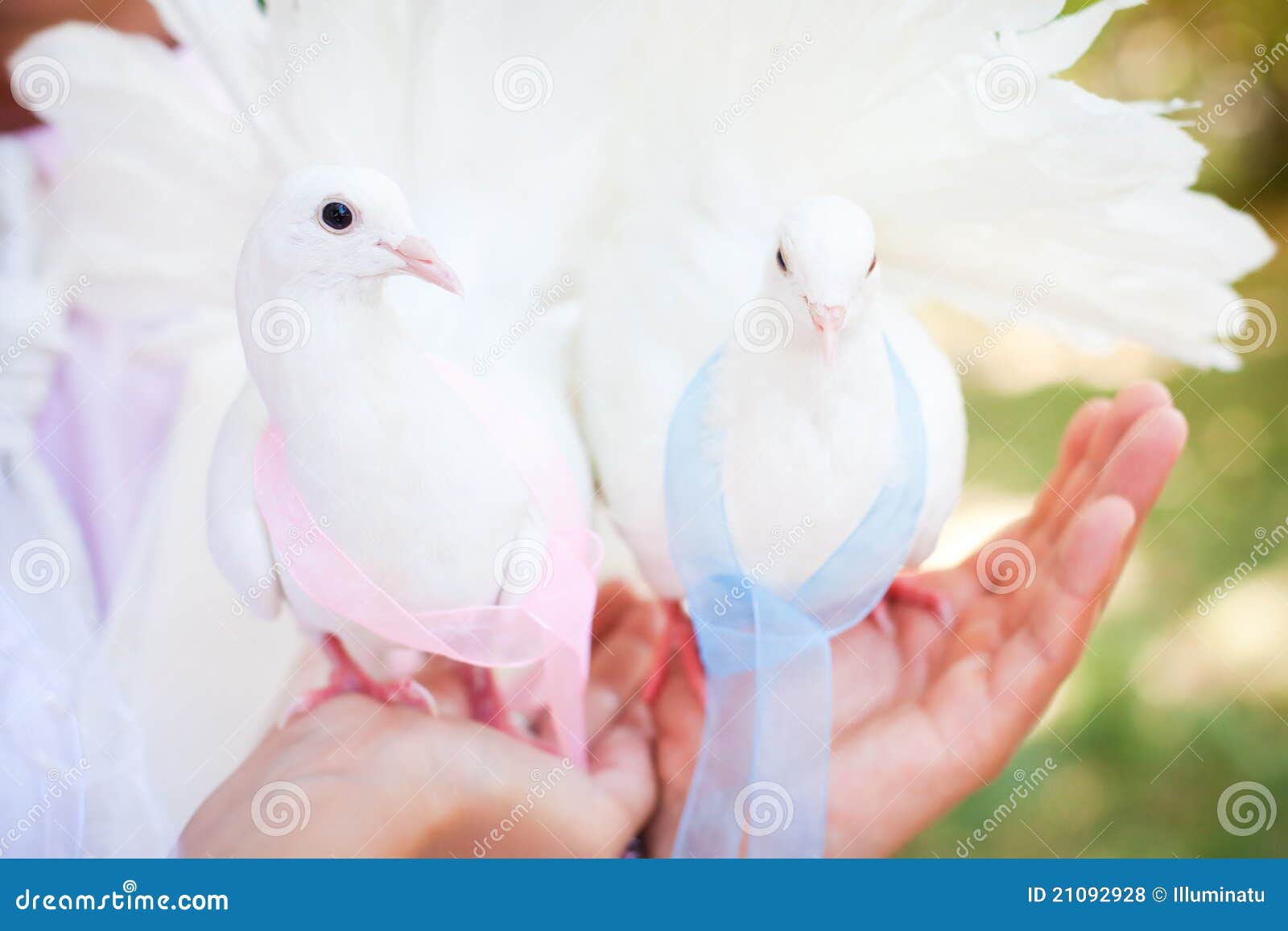 Wedding doves stock photo. Image of young, birds, symbols - 21092928