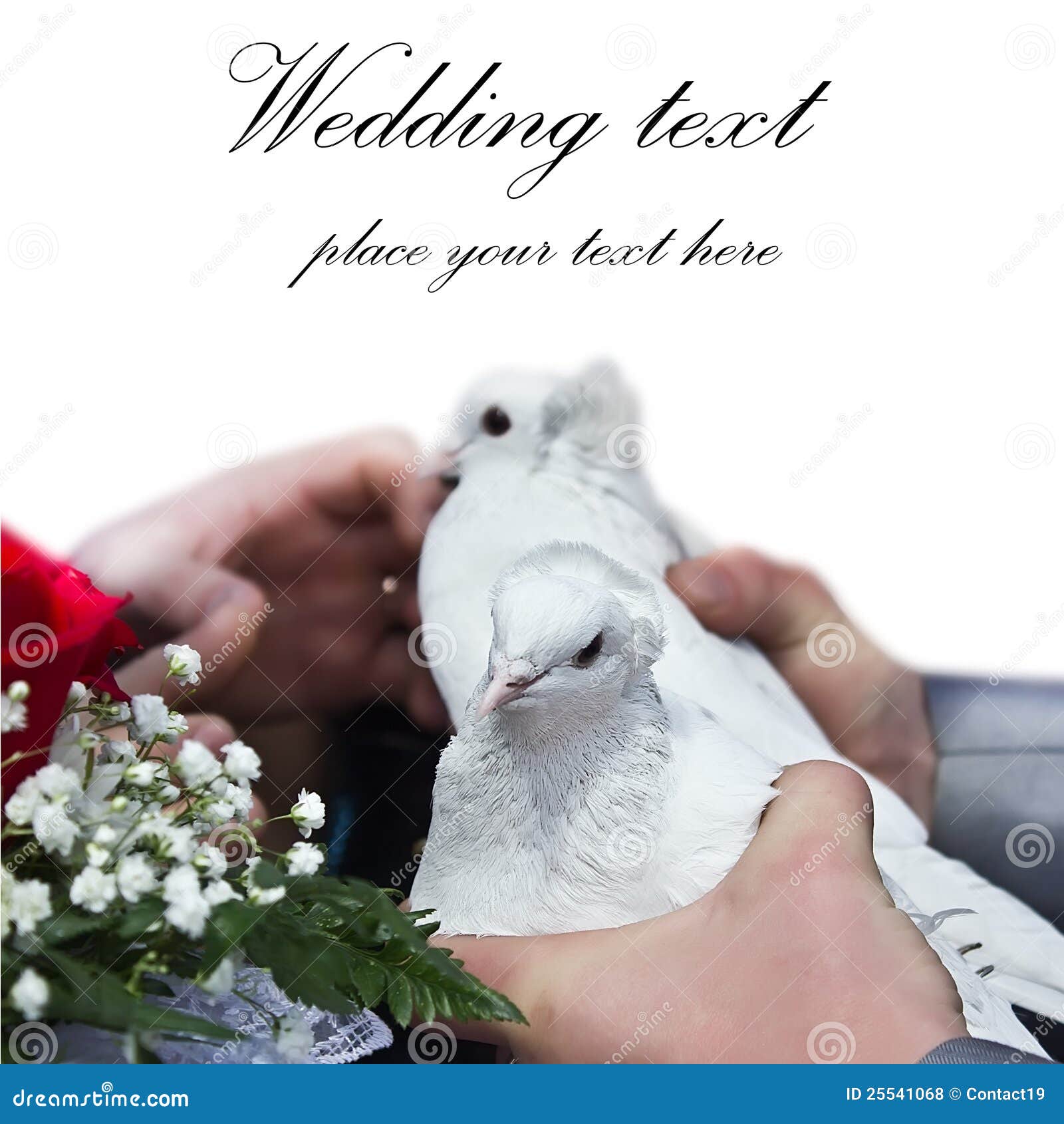 Images Of White Doves For Weddings