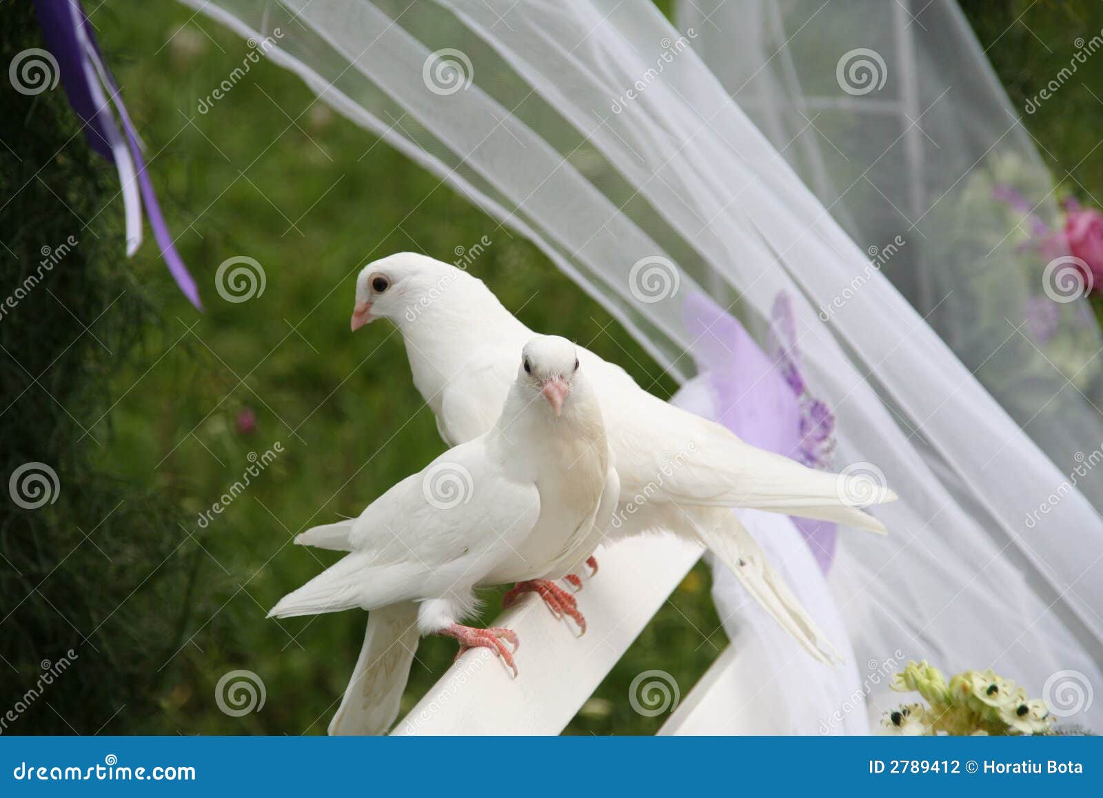 Wedding doves stock photo. Image of couple, groom, flower - 2789412