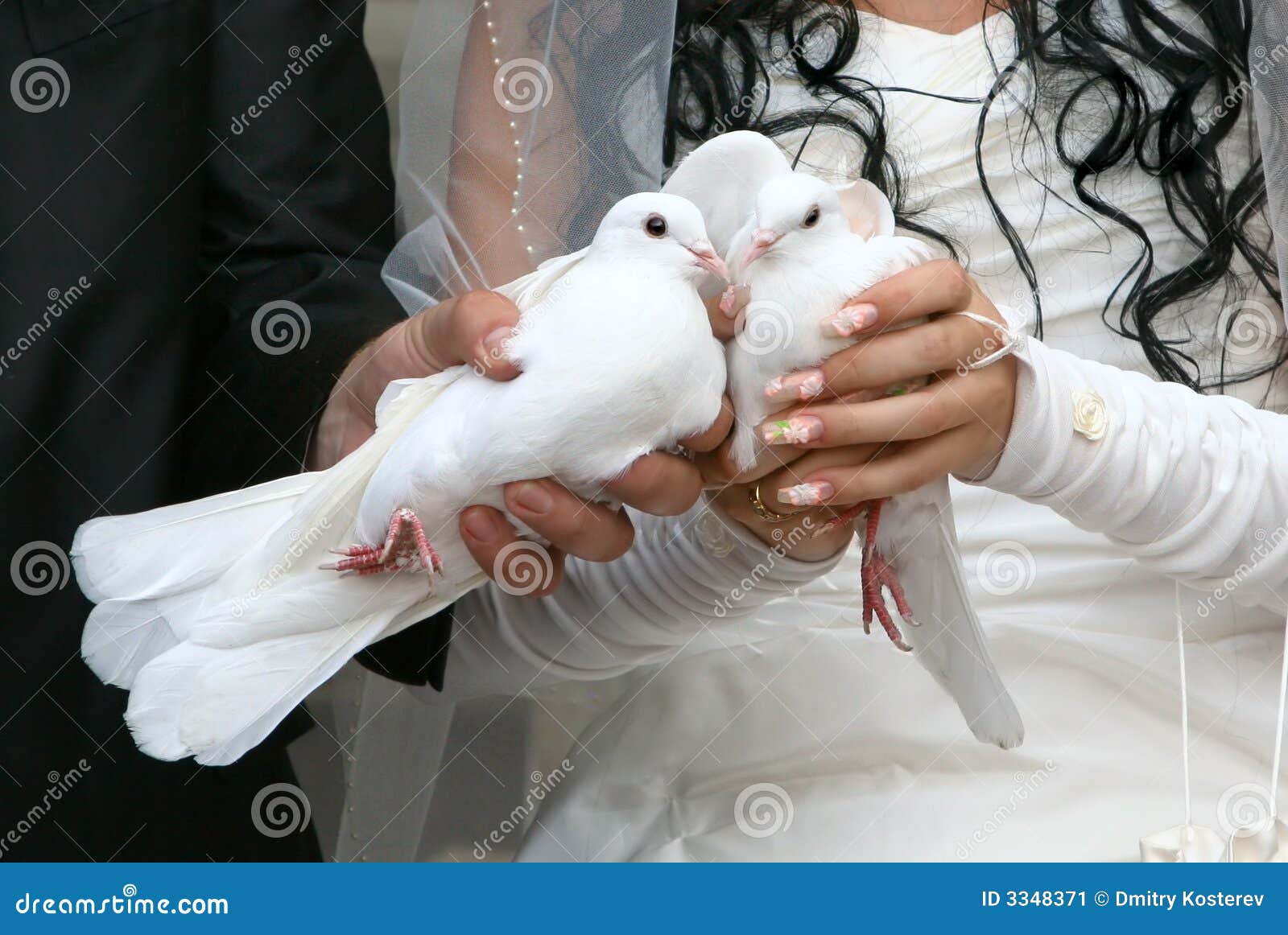Wedding Doves stock image. Image of pair, honeymoon, dove - 3348371