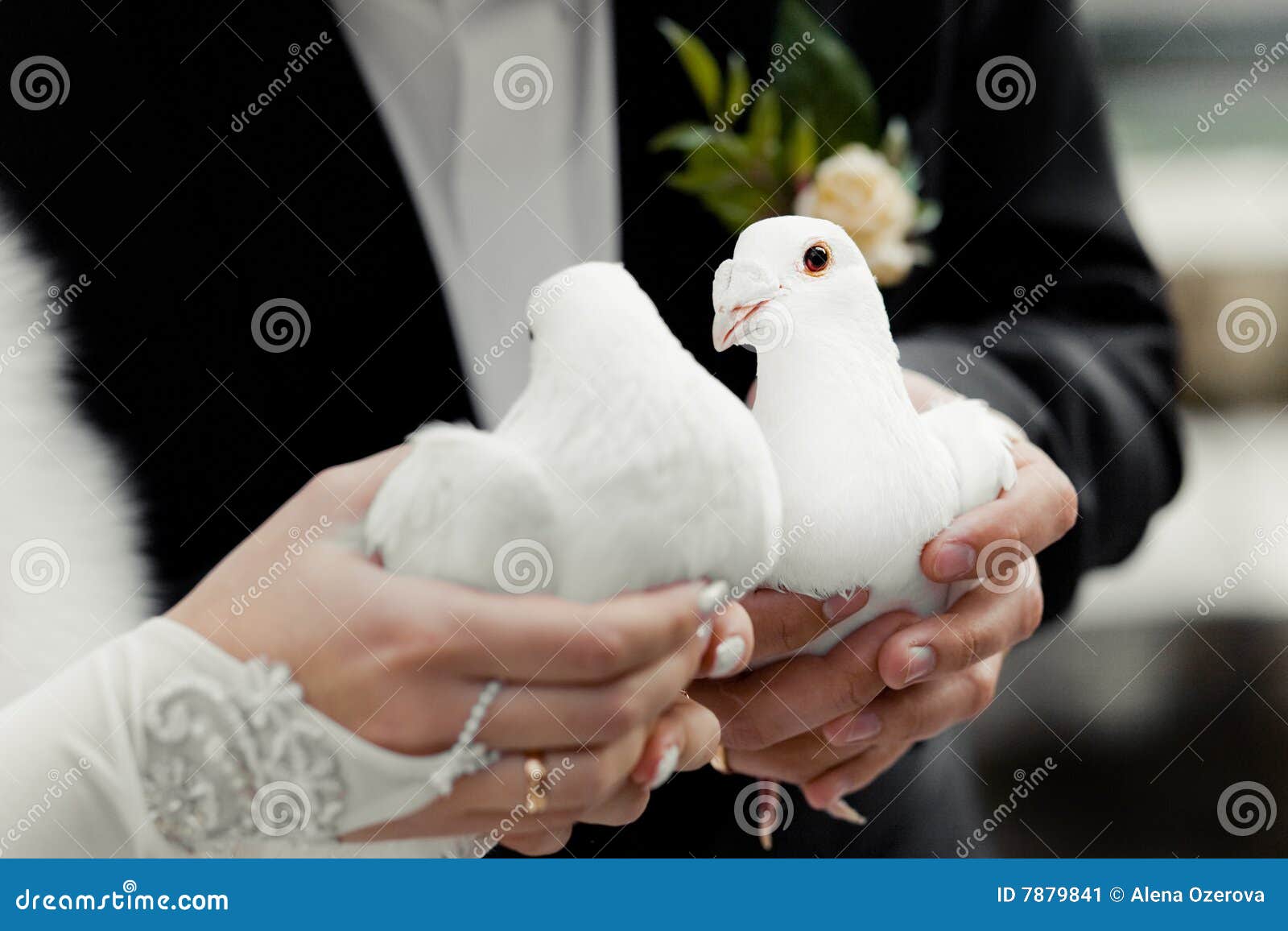 Wedding doves stock image. Image of animals, claw, tradition - 7879841