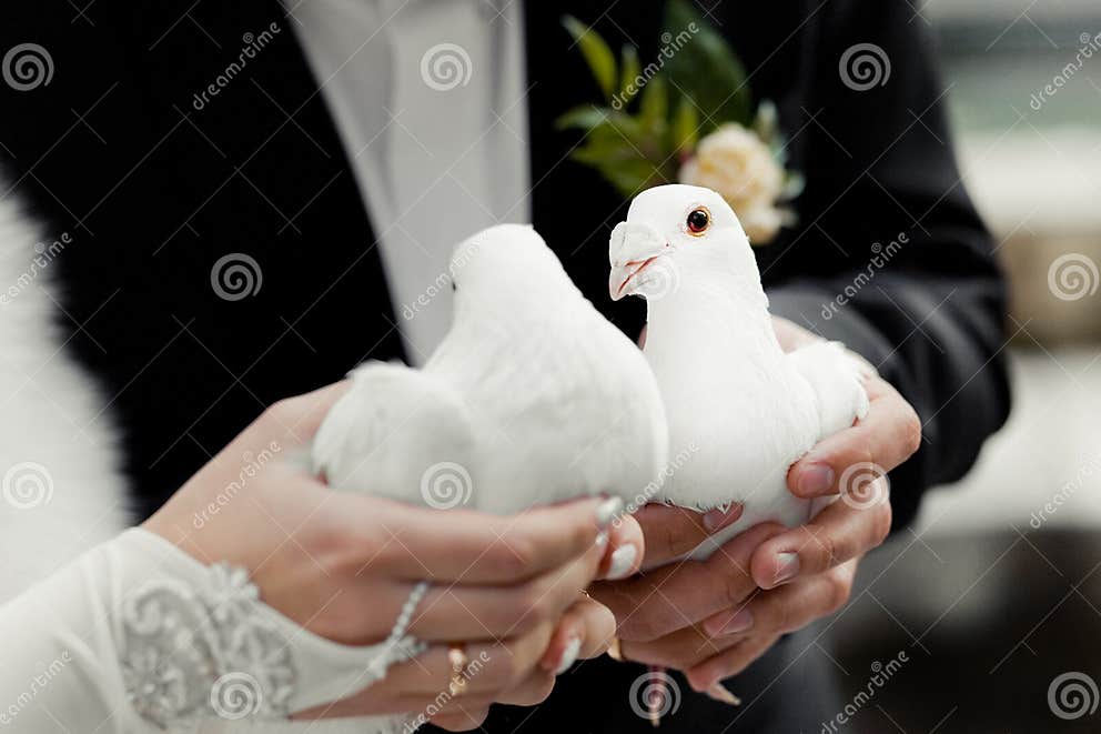 Wedding doves stock image. Image of animals, claw, tradition - 7879841
