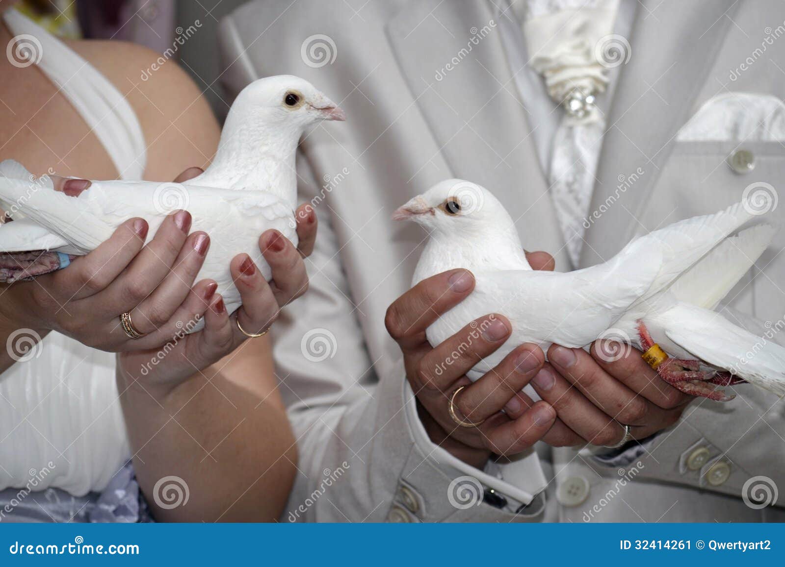Wedding doves stock image. Image of pigeon, symbols, coat - 32414261