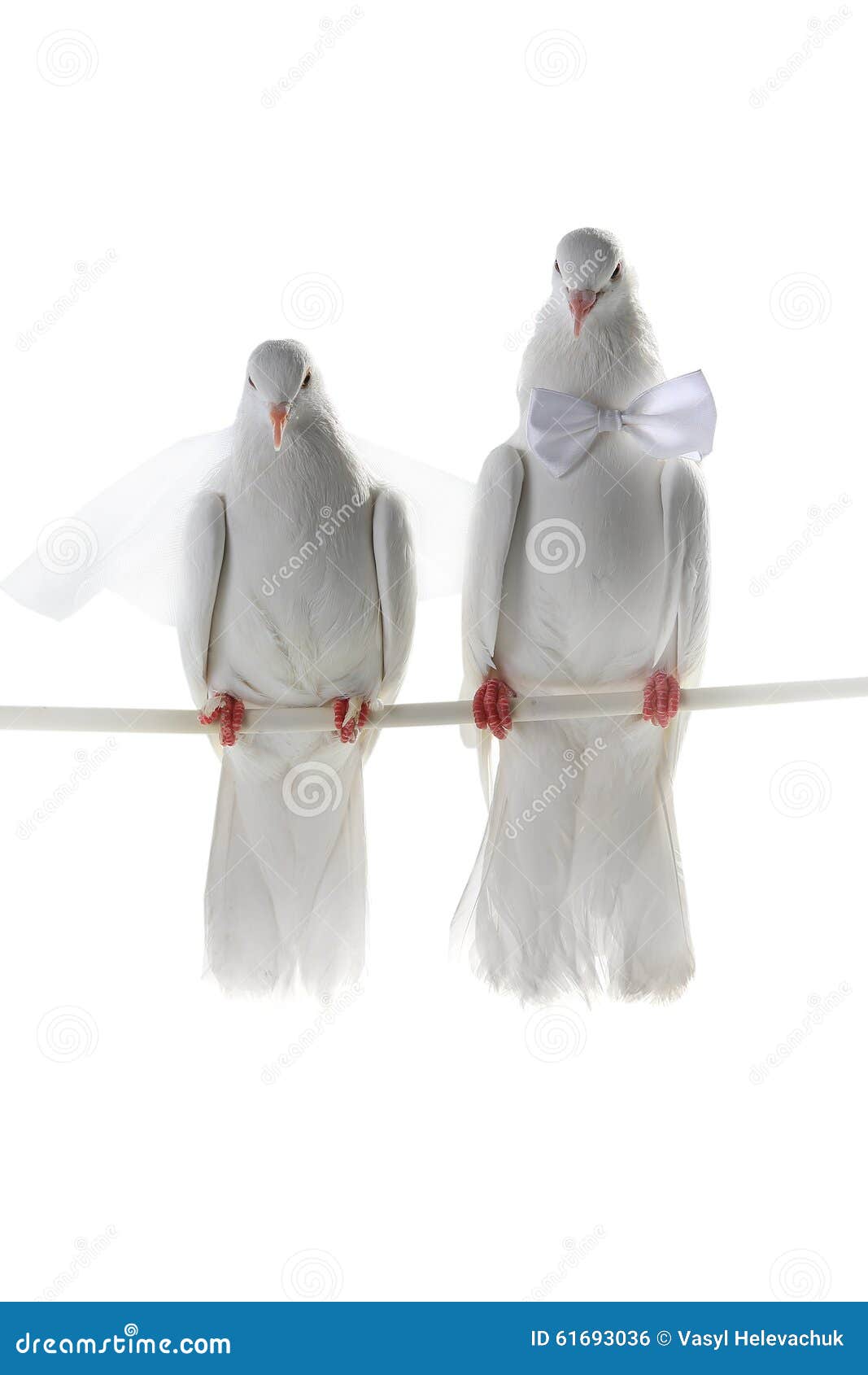 Wedding doves stock photo. Image of official, black, isolated - 61693036