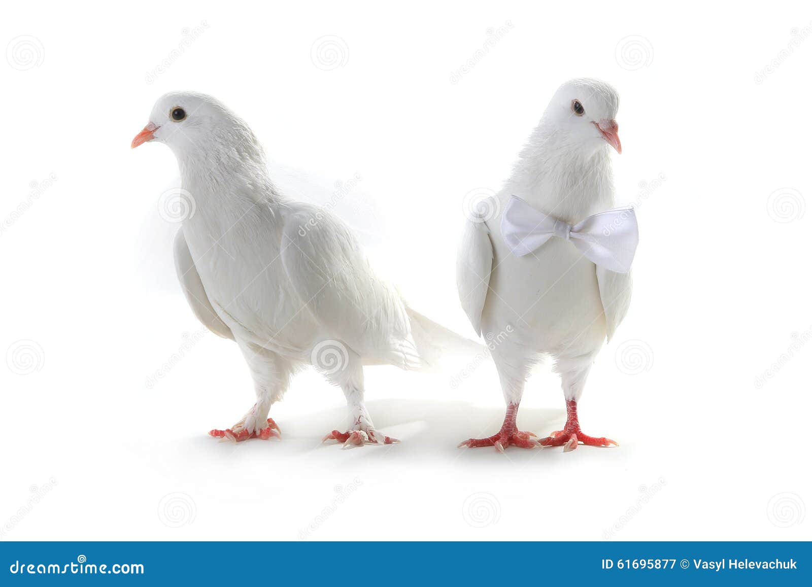 Wedding doves stock image. Image of elegance, animal - 61695877