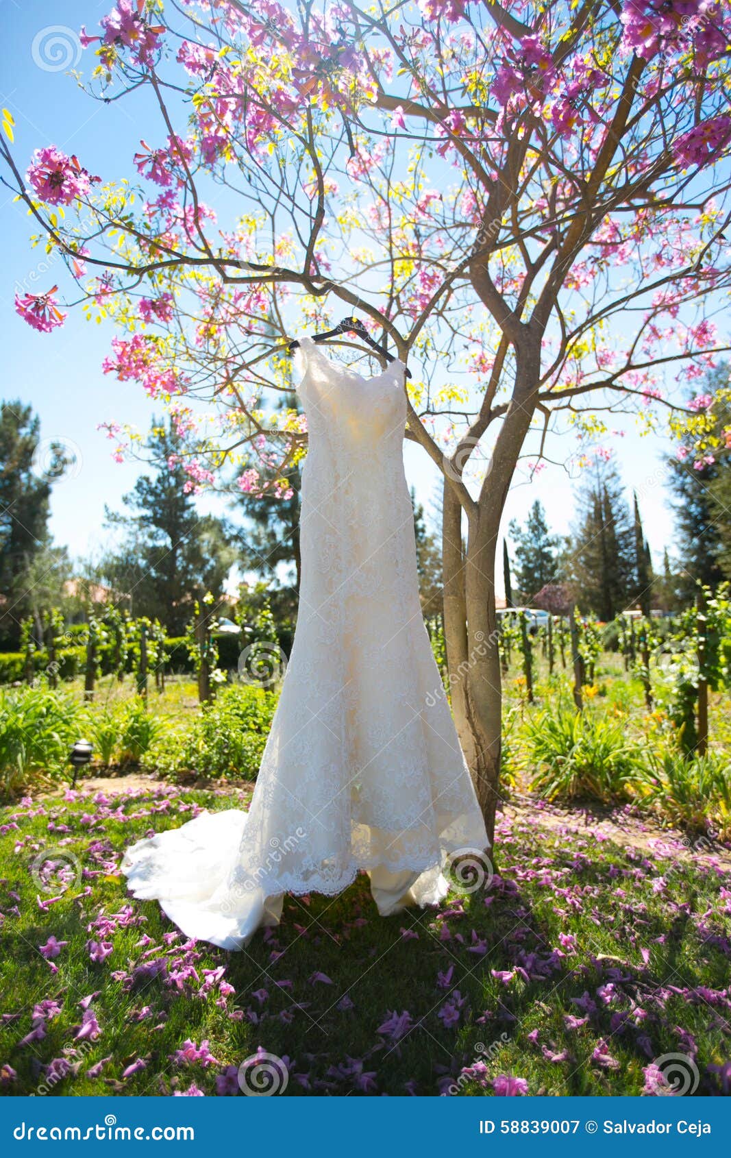 Wedding dress stock image. Image of color, abstract, background - 58839007