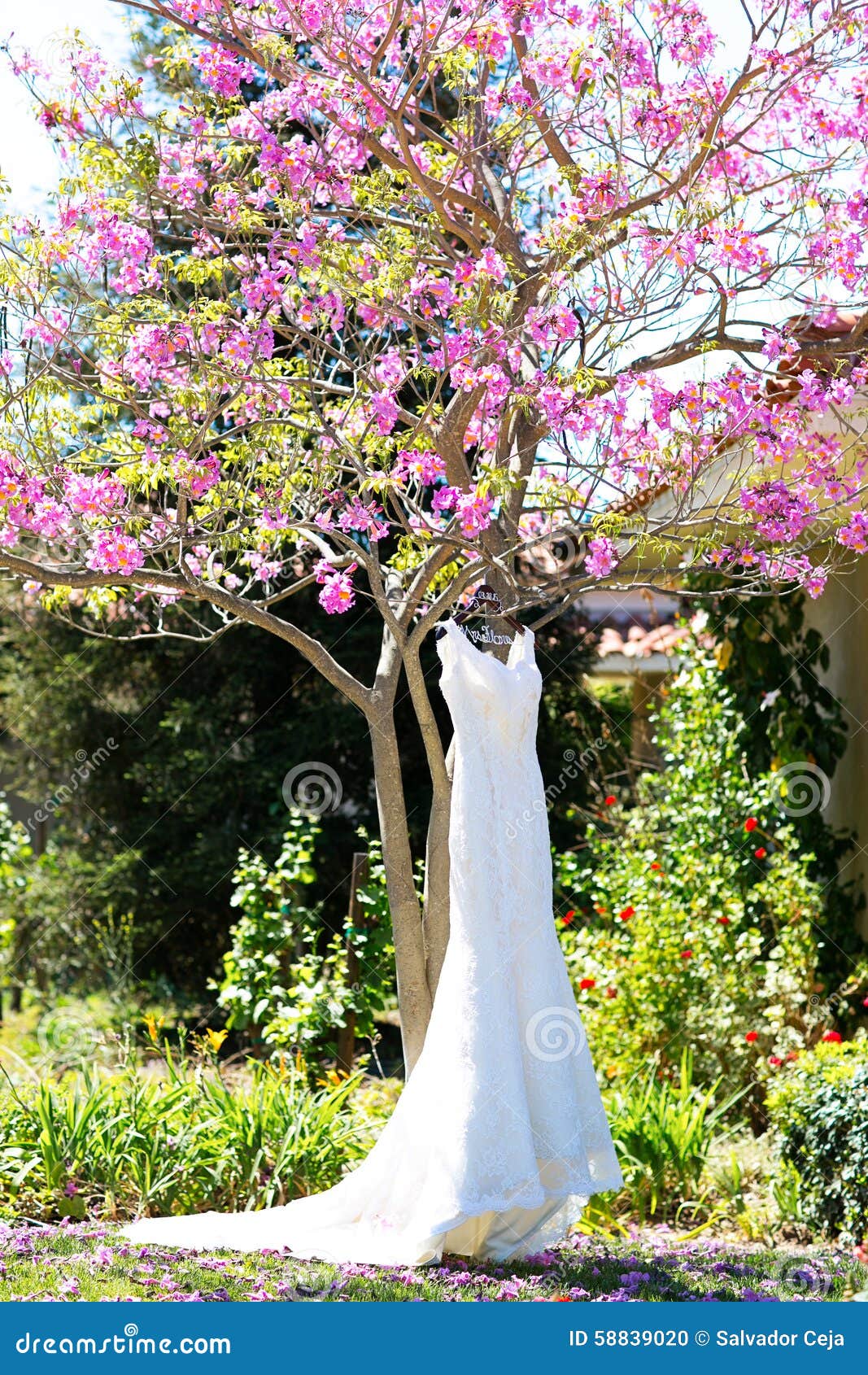 Wedding Dress Hanging on a Tree Stock Photo - Image of doorway, antique ...