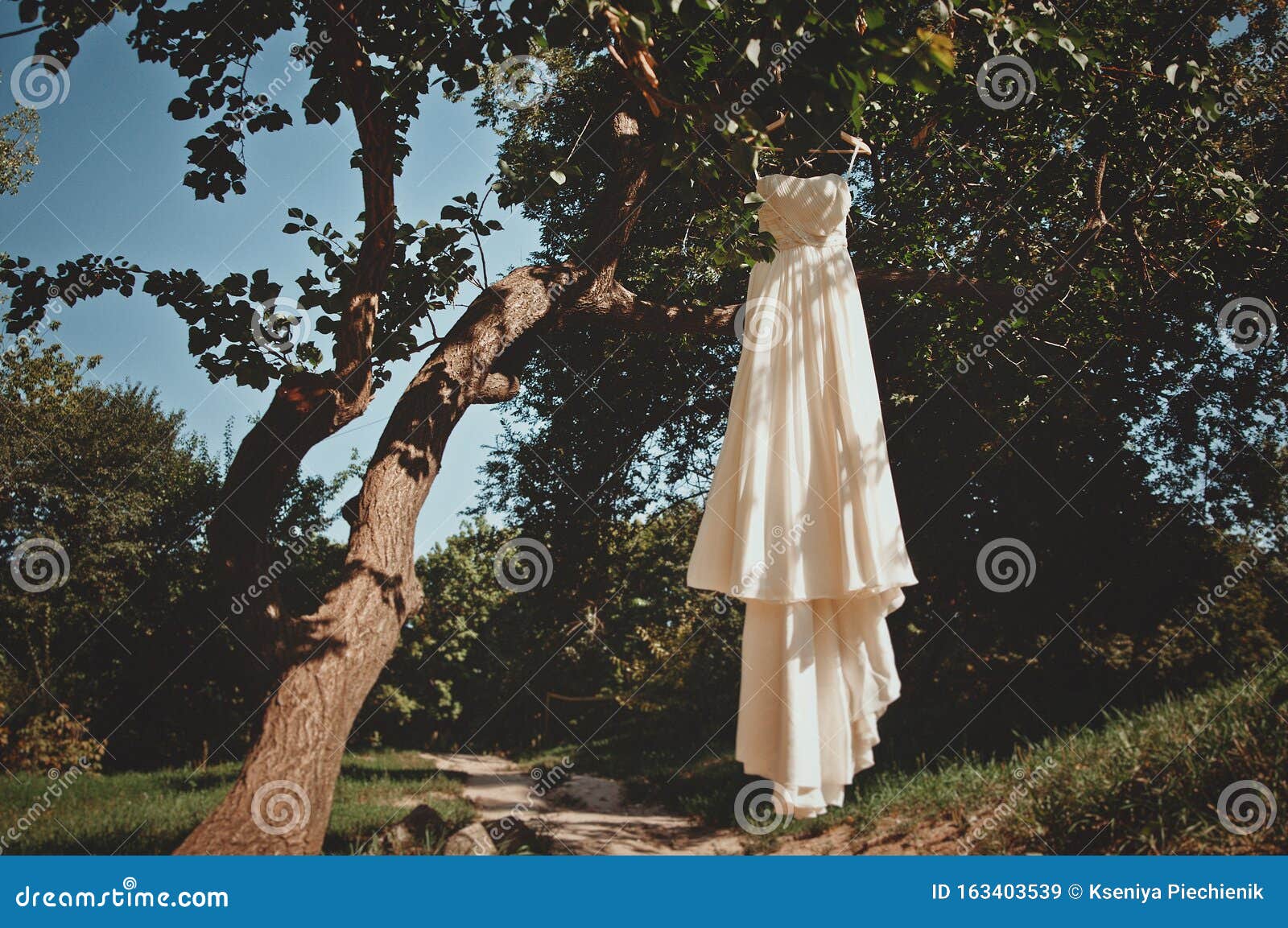Wedding dress on a tree stock image. Image of plume - 163403539