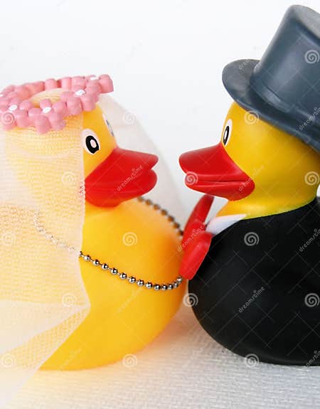 Wedding ducks 1 stock image. Image of ducks, wedding, official - 1241893