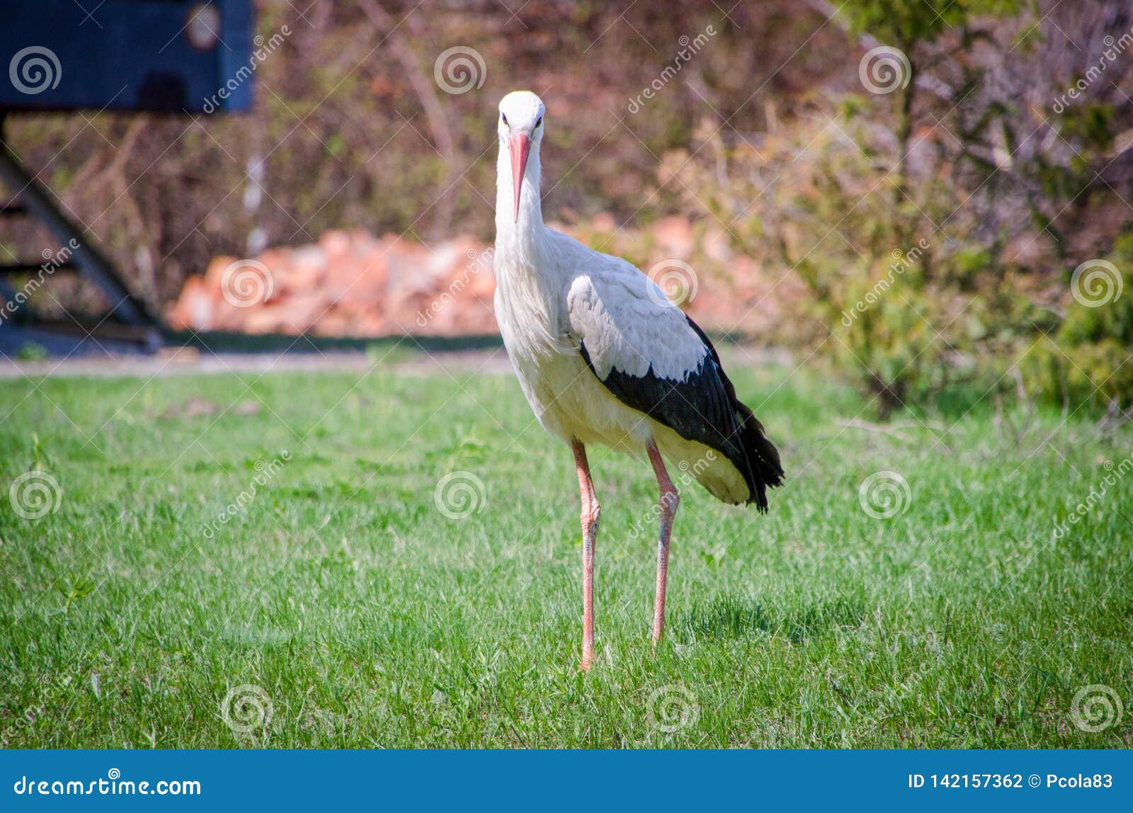 Stork on green grass stock photo. Image of wild, green - 142157362