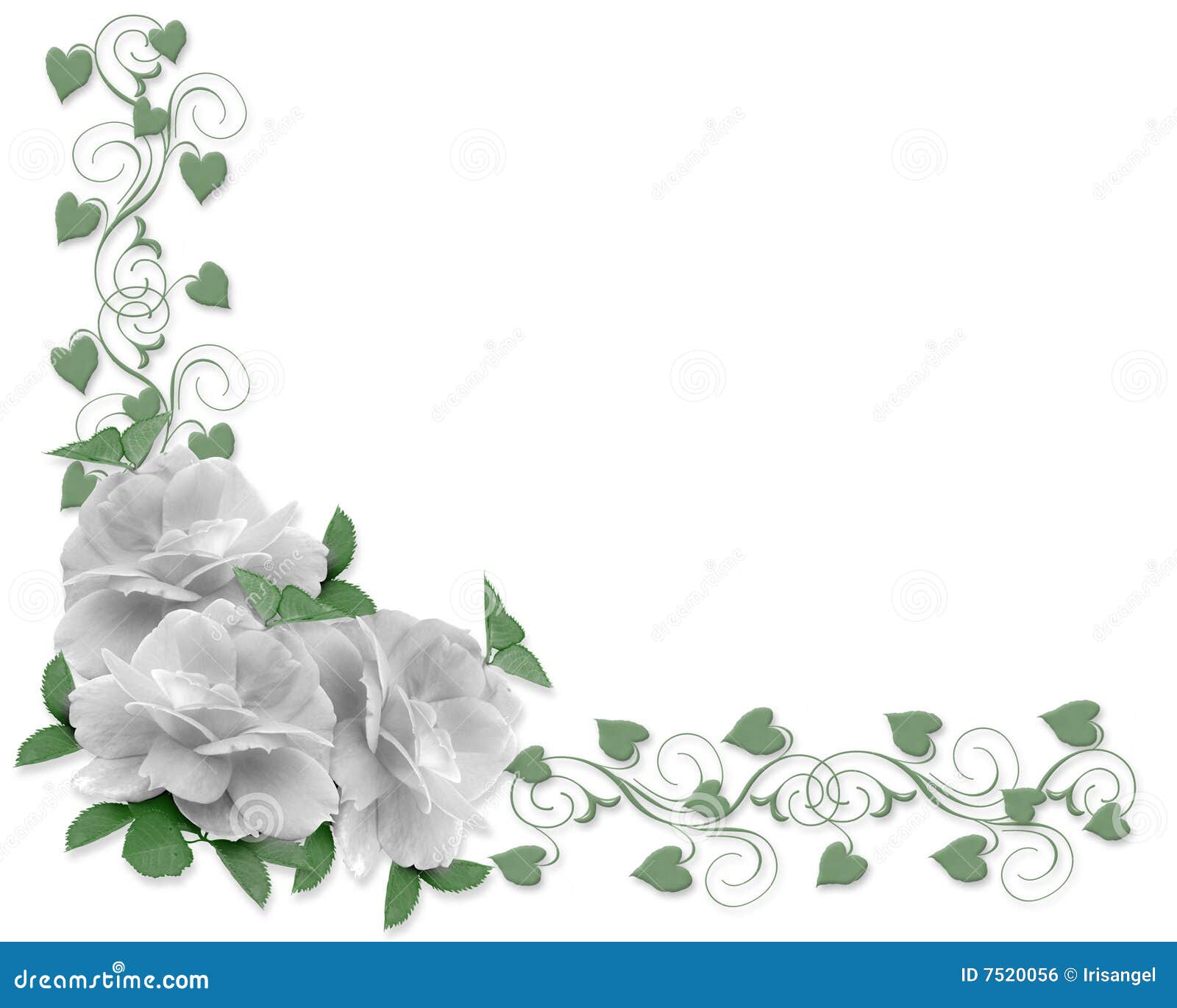 Wedding Invitation Border White Roses Stock Illustration - Illustration ...
