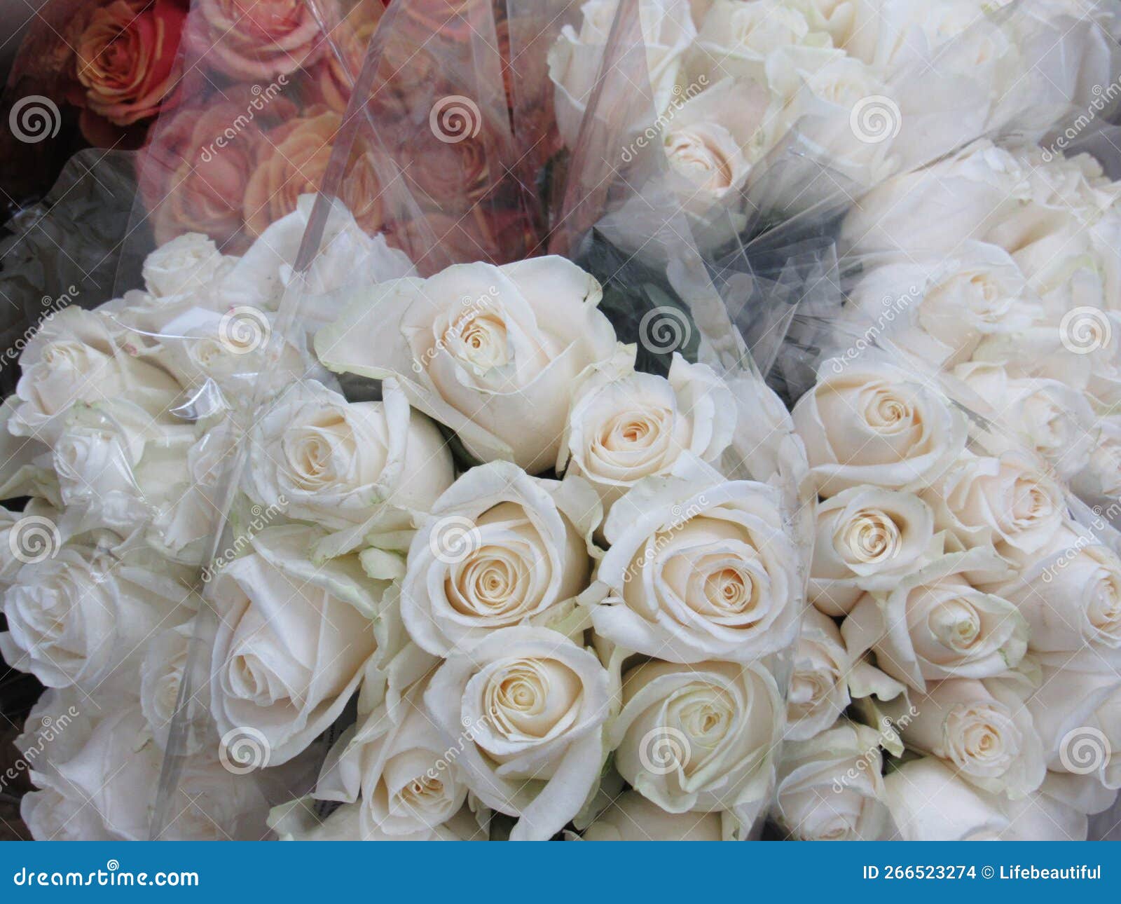 Ivory roses stock photo. Image of centrepiece, bouquets - 266523274