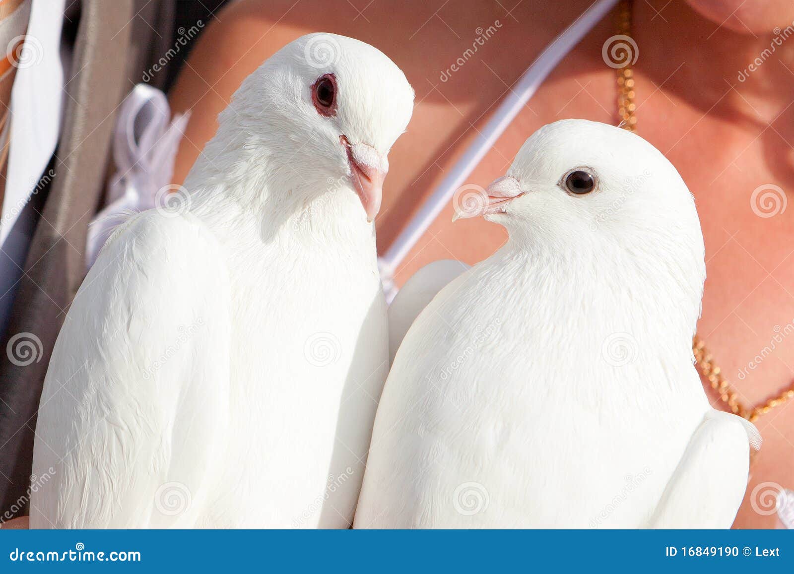 Wedding Pigeons in Hands of the Groom and the Brid Stock Photo - Image ...