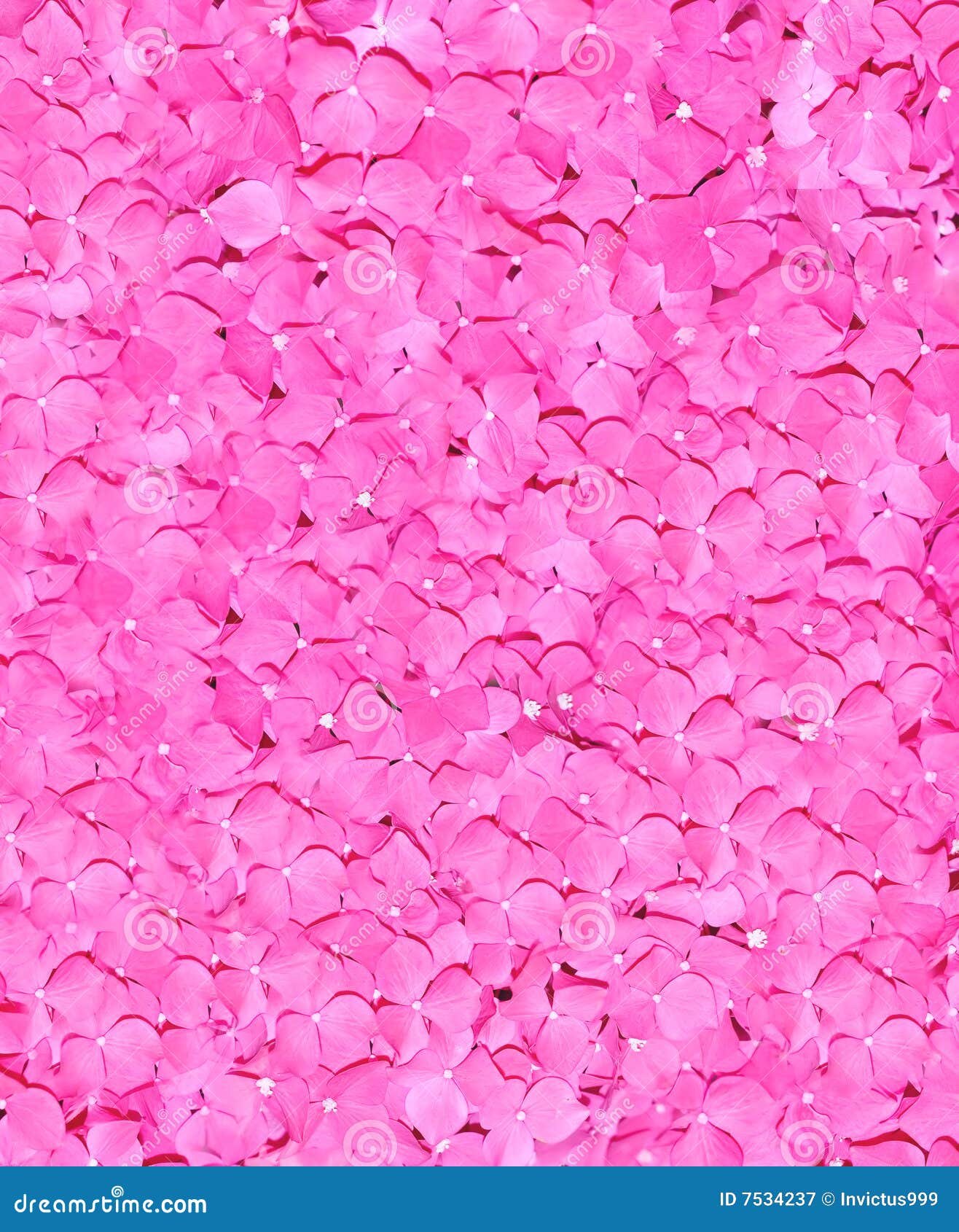 Wedding Pink Bridal Roses from Above Stock Image - Image of petals ...