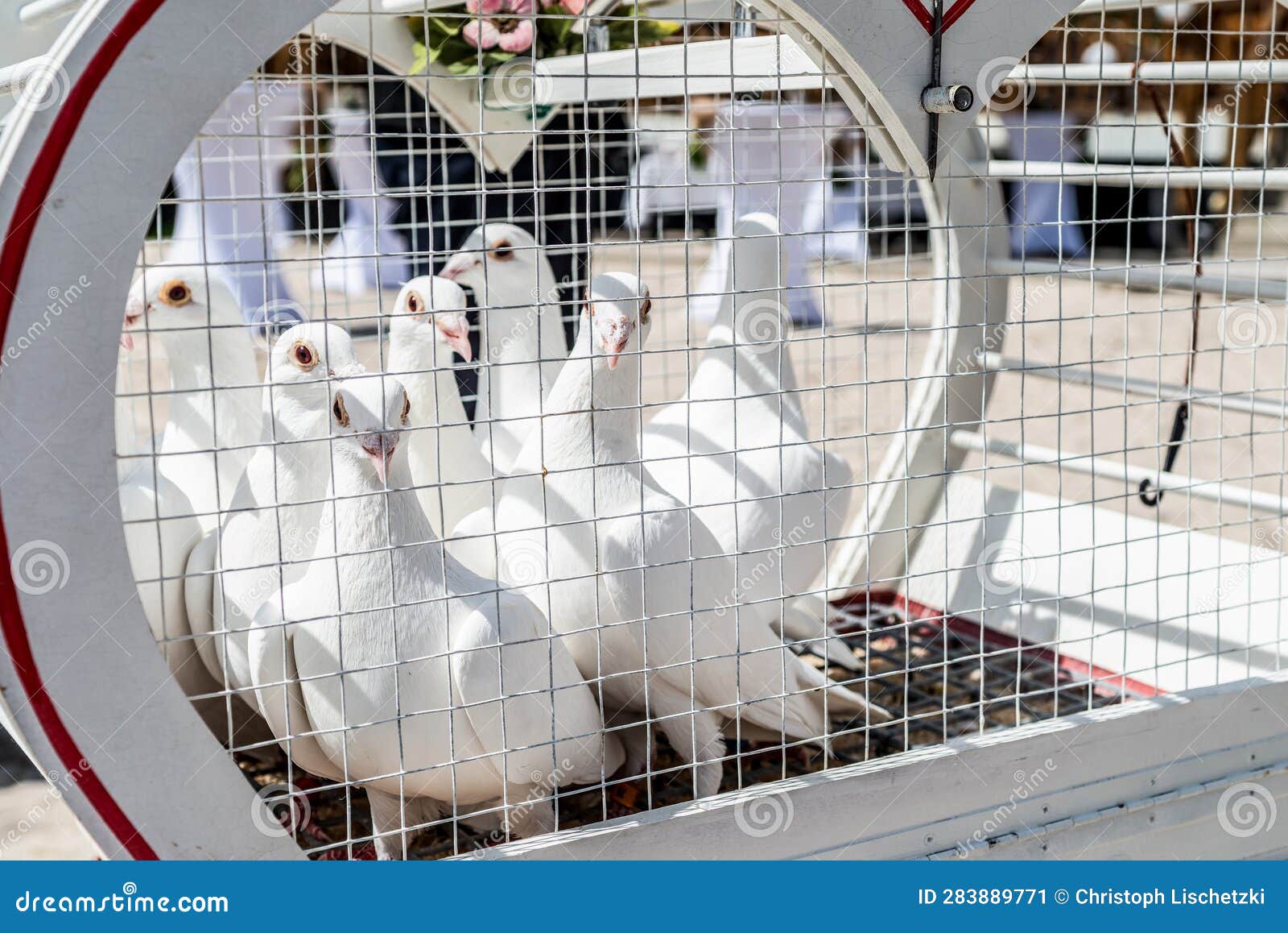 Wedding Releasing White Doves on a Sunny Day in a Cage Stock Image ...