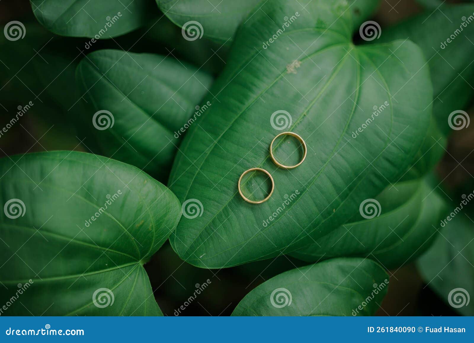 Wedding Ring As a Symbol of the Unification of Nature Stock Photo ...