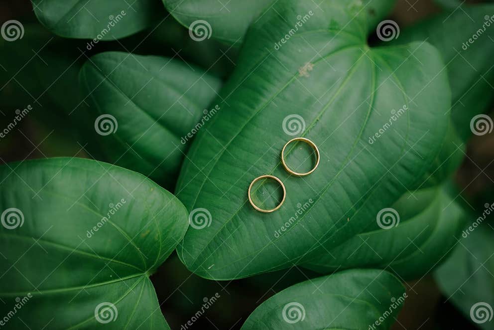 Wedding Ring As a Symbol of the Unification of Nature Stock Photo ...