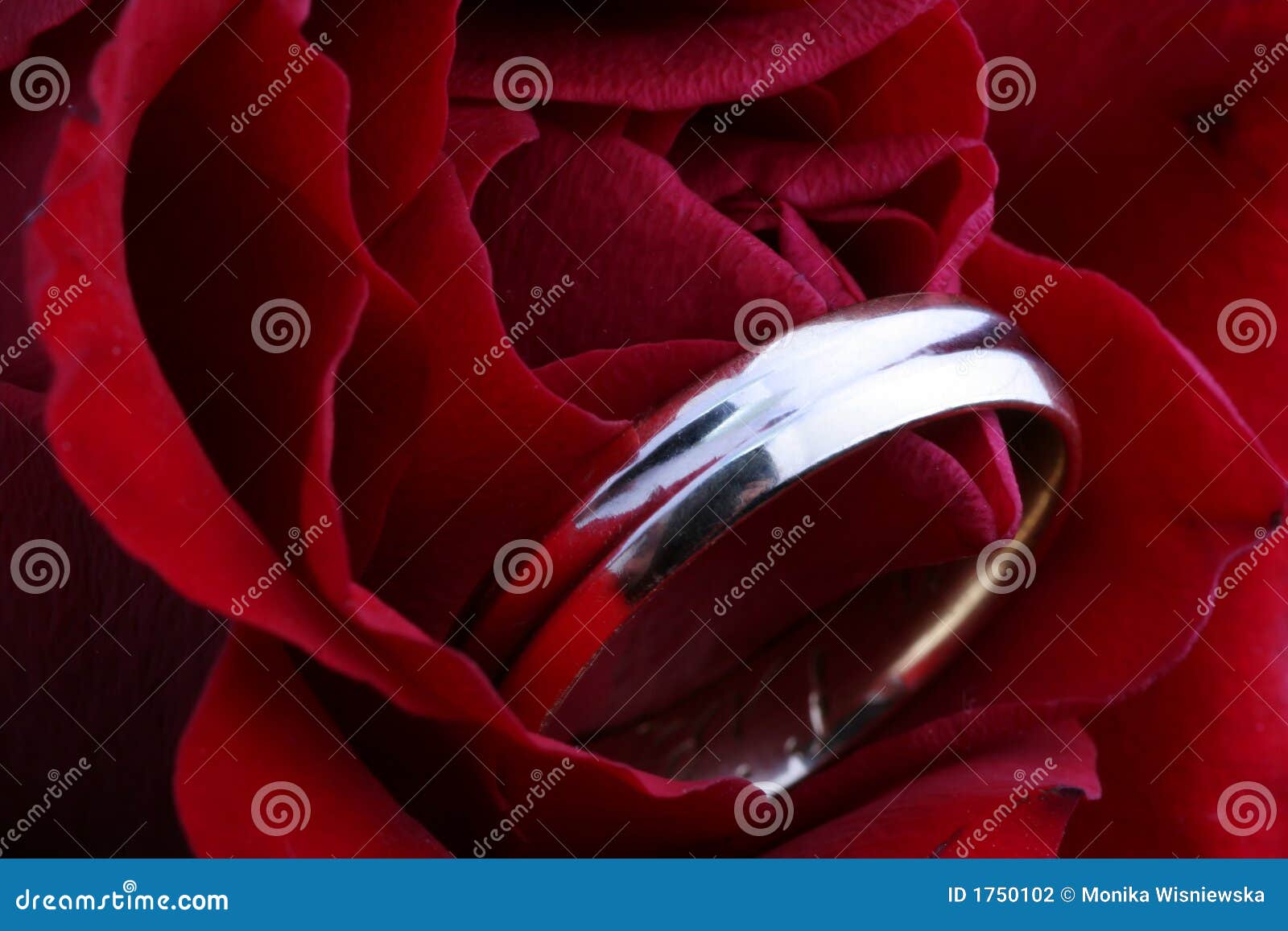 Wedding Ring in Rose stock photo. Image of rose, gems - 1750102