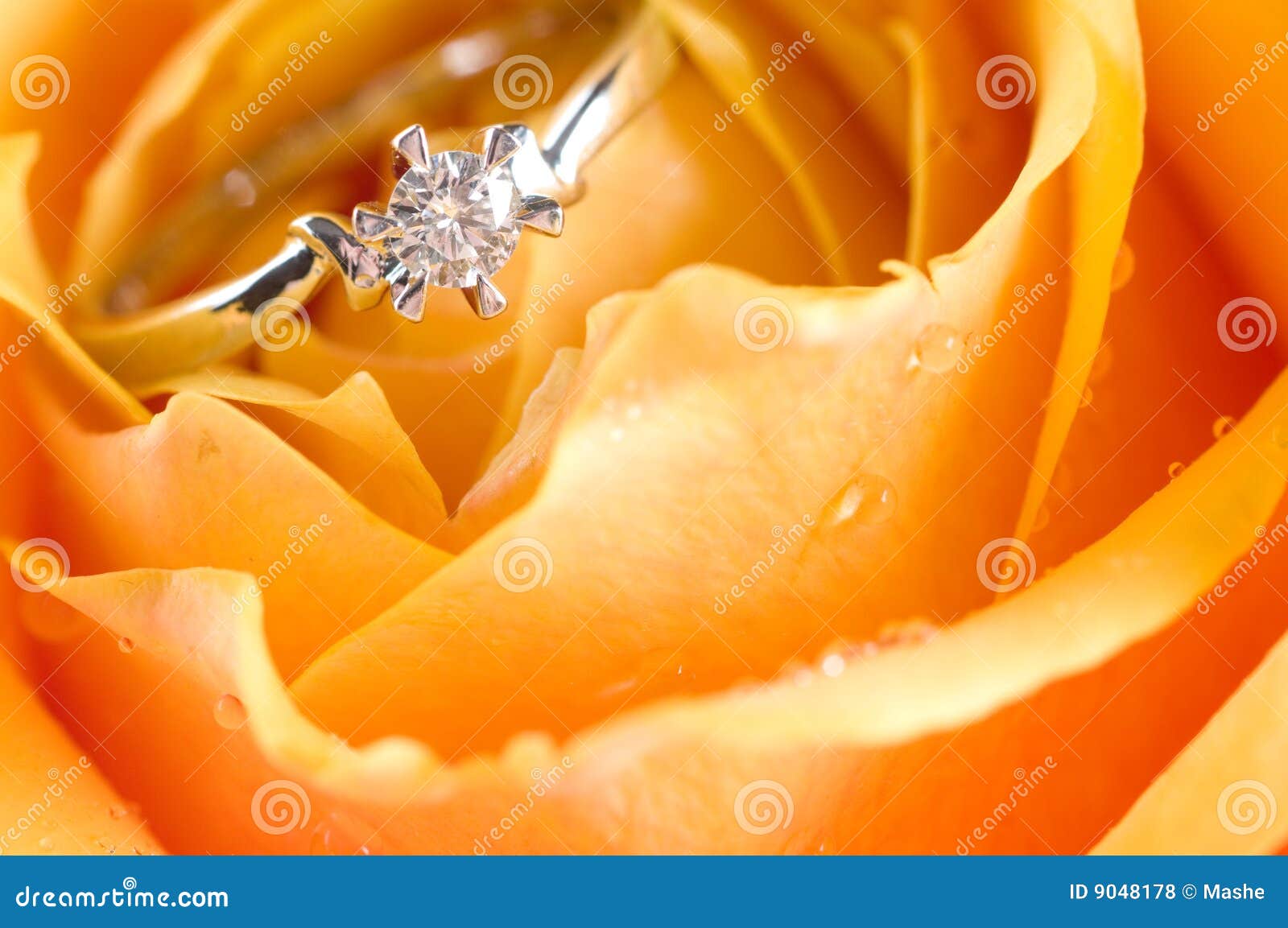 Wedding ring and rose stock photo. Image of wedding, holiday - 9048178