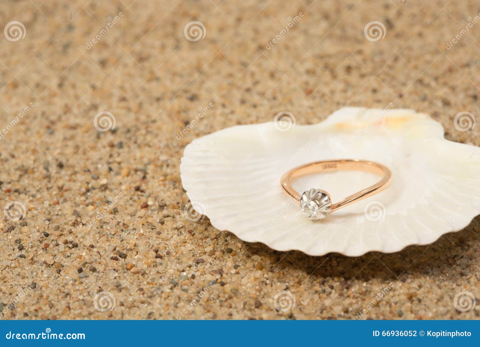 Wedding ring in a shell stock photo. Image of marine - 66936052