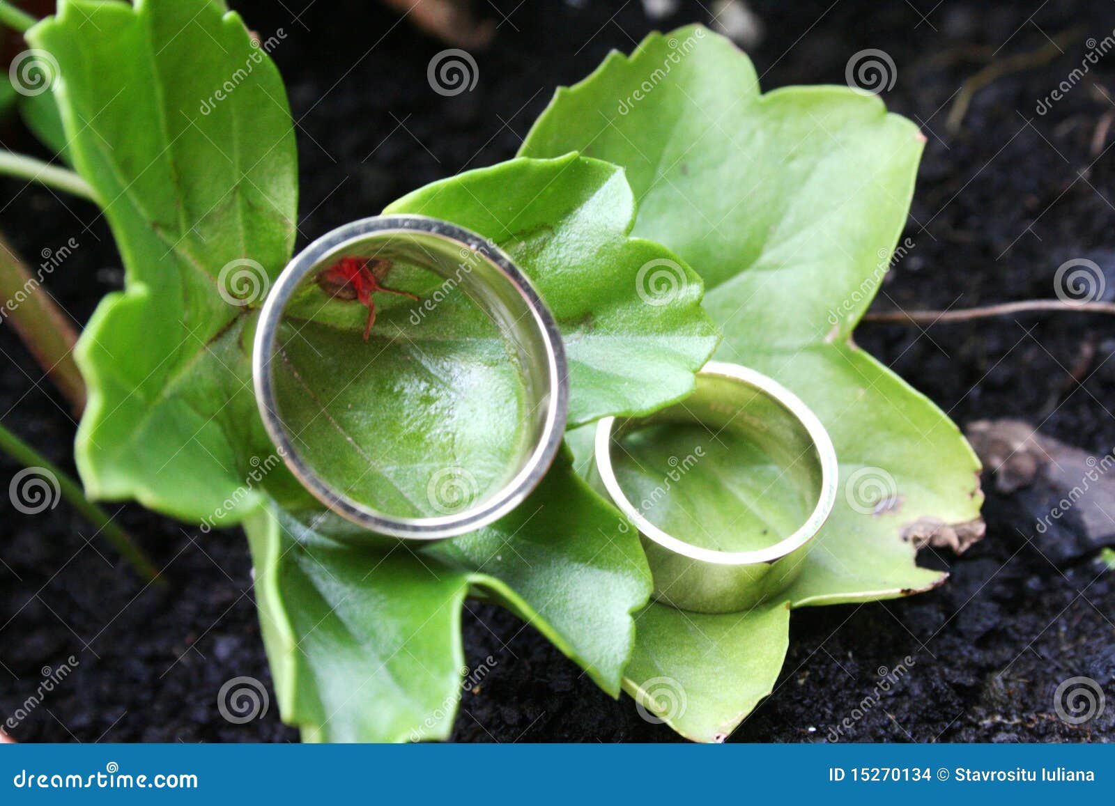 Wedding rings stock photo. Image of green, rings, leaves - 15270134
