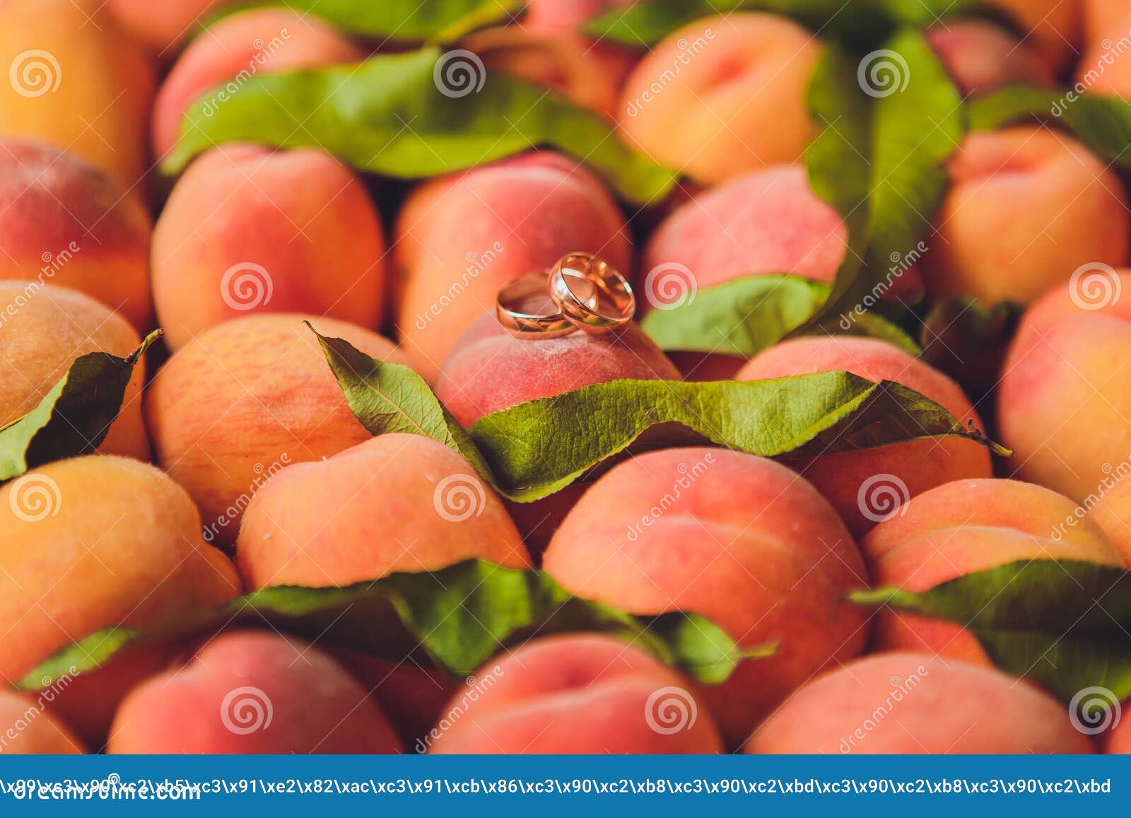 Wedding Rings on the Apricots. Beautiful Summer Wedding. Stock Photo ...