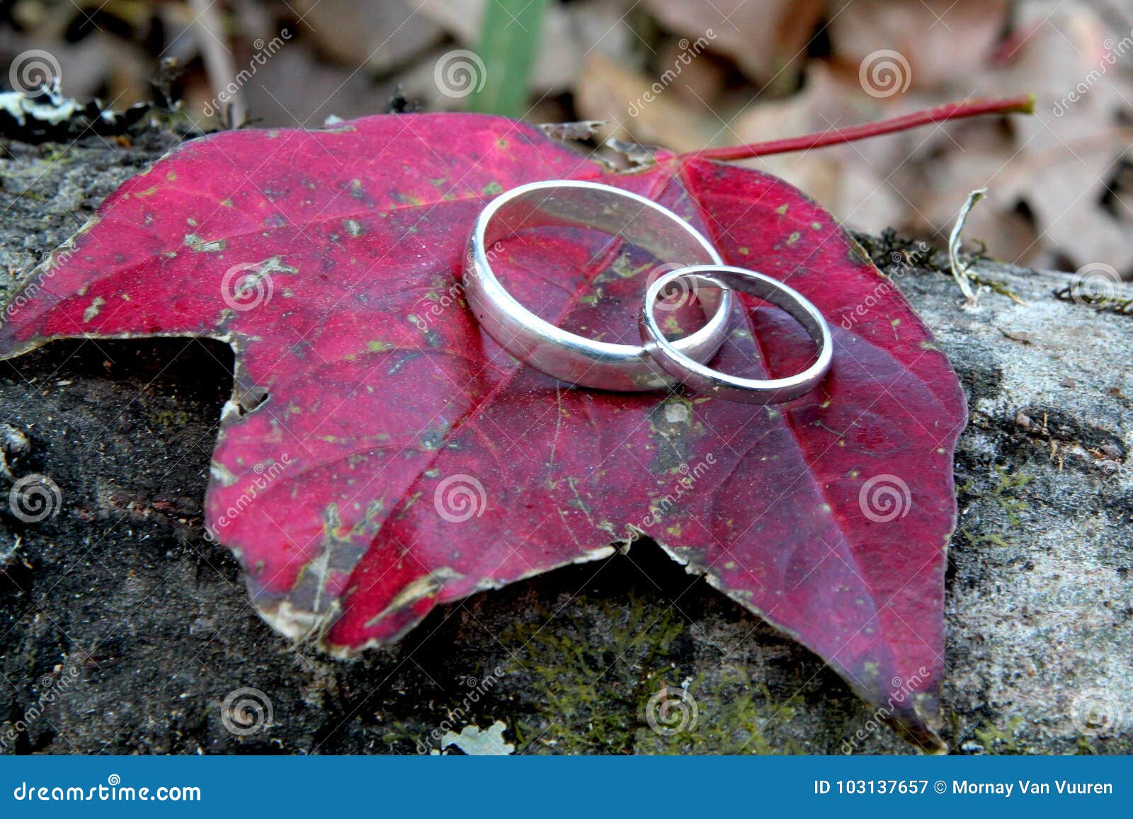 Wedding Rings on an Autumn Leaf Stock Image - Image of wife, round ...
