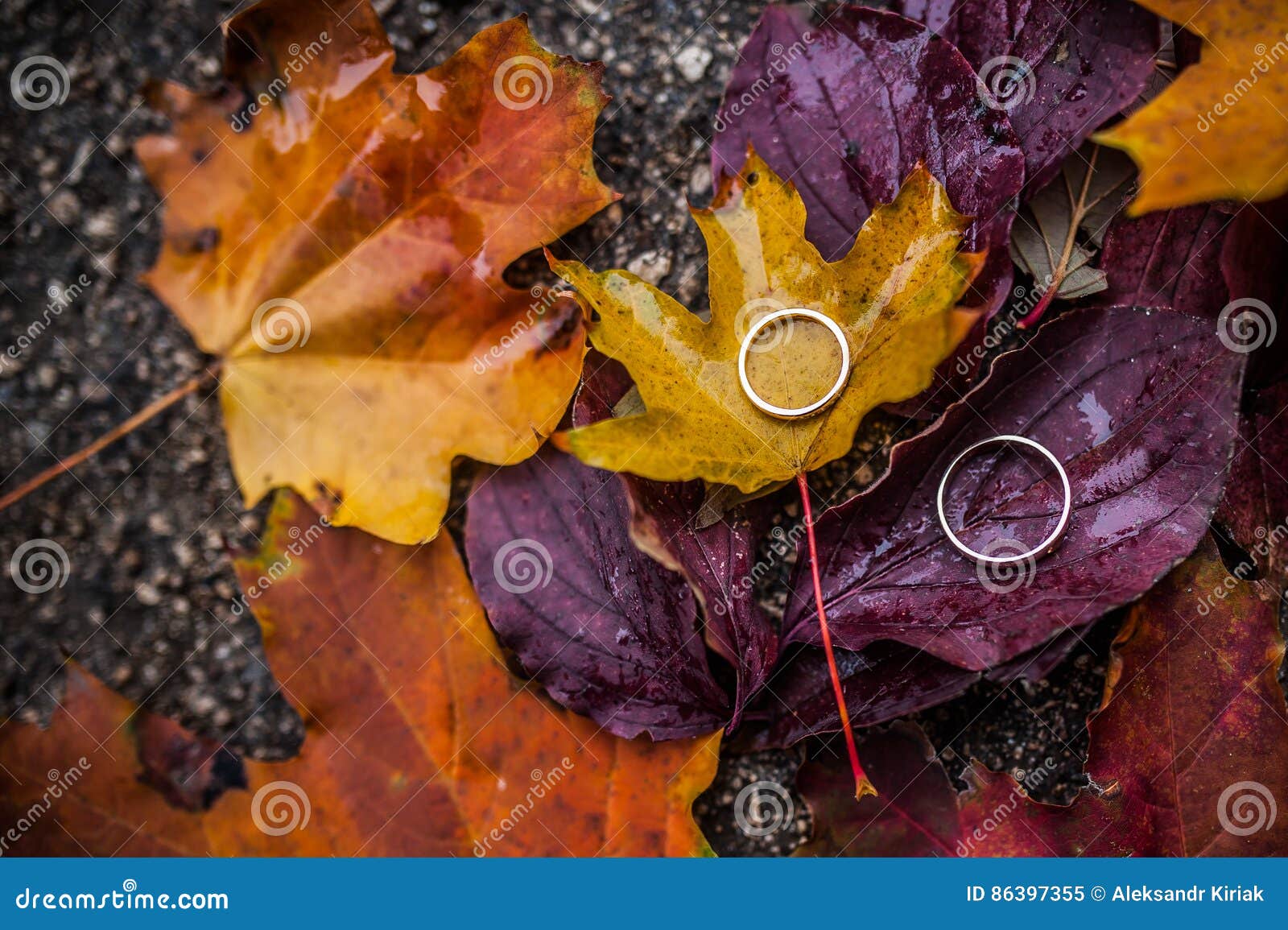 Wedding Rings on Autumn Leaves Stock Image - Image of rings, beautiful ...