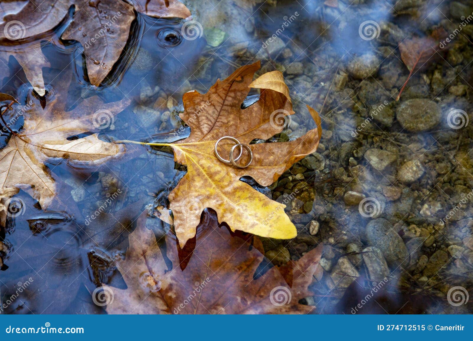 Wedding Rings on the Autumn Maple Leaf in the Water. Wedding Rings in ...