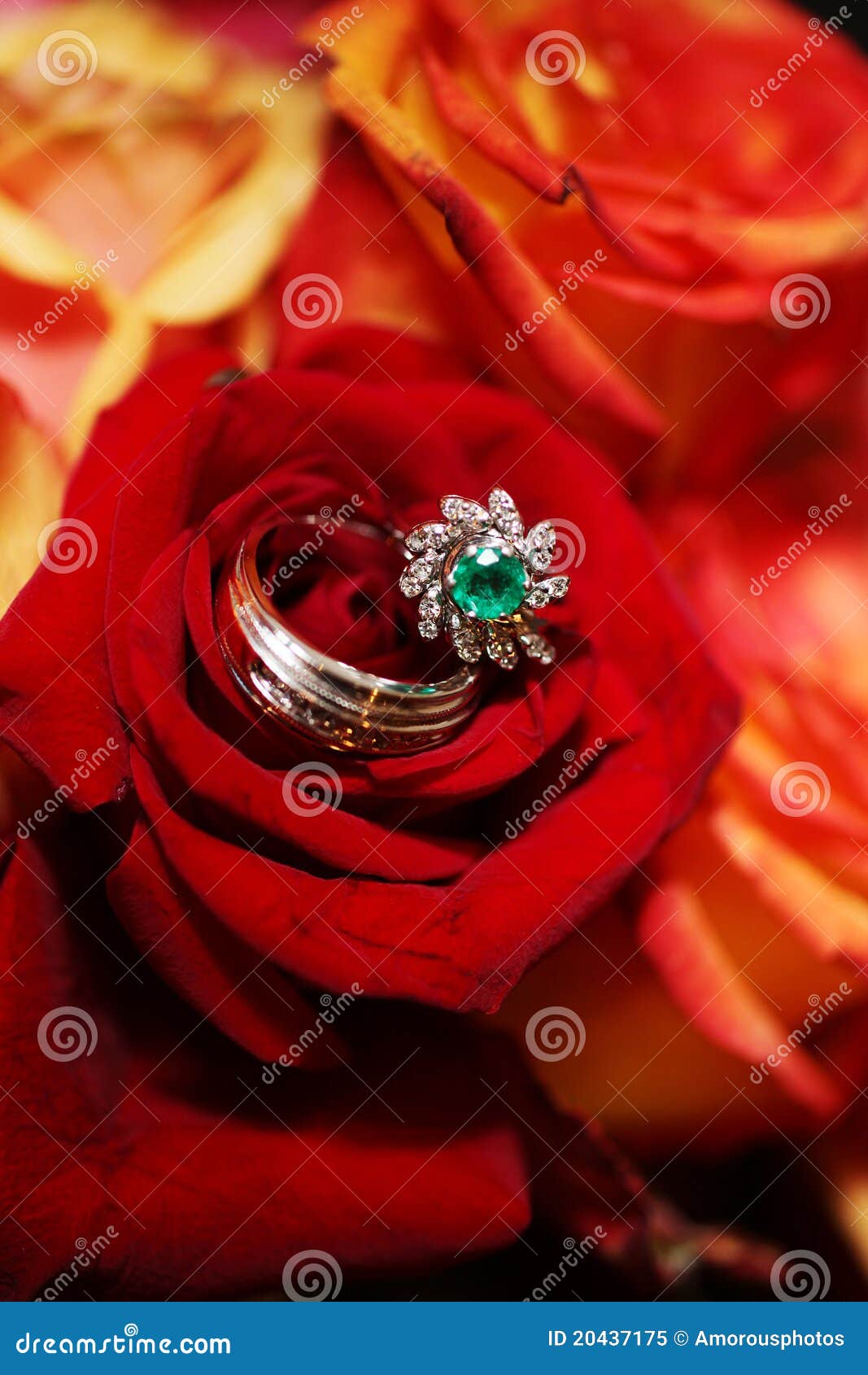 Wedding Rings on Bouquet - Red Roses Stock Image - Image of wedding ...