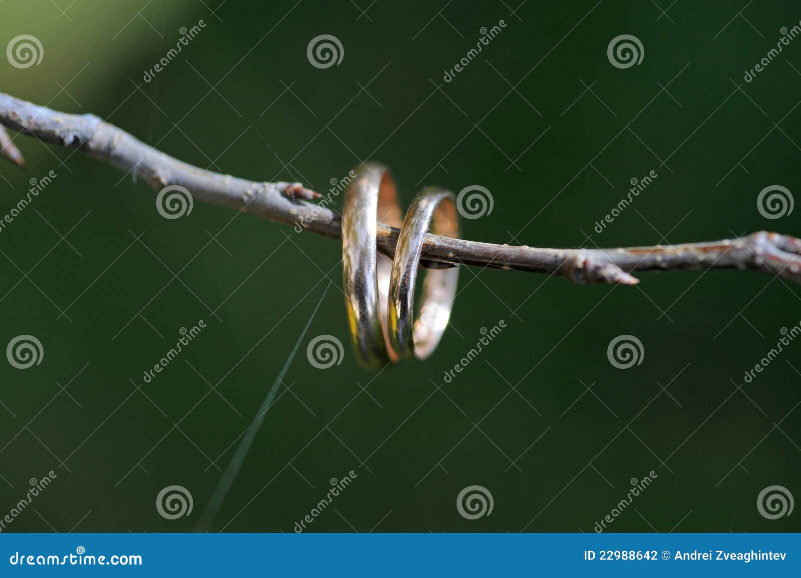 Wedding Rings on a Branch with Web Stock Photo - Image of pair, cherish ...