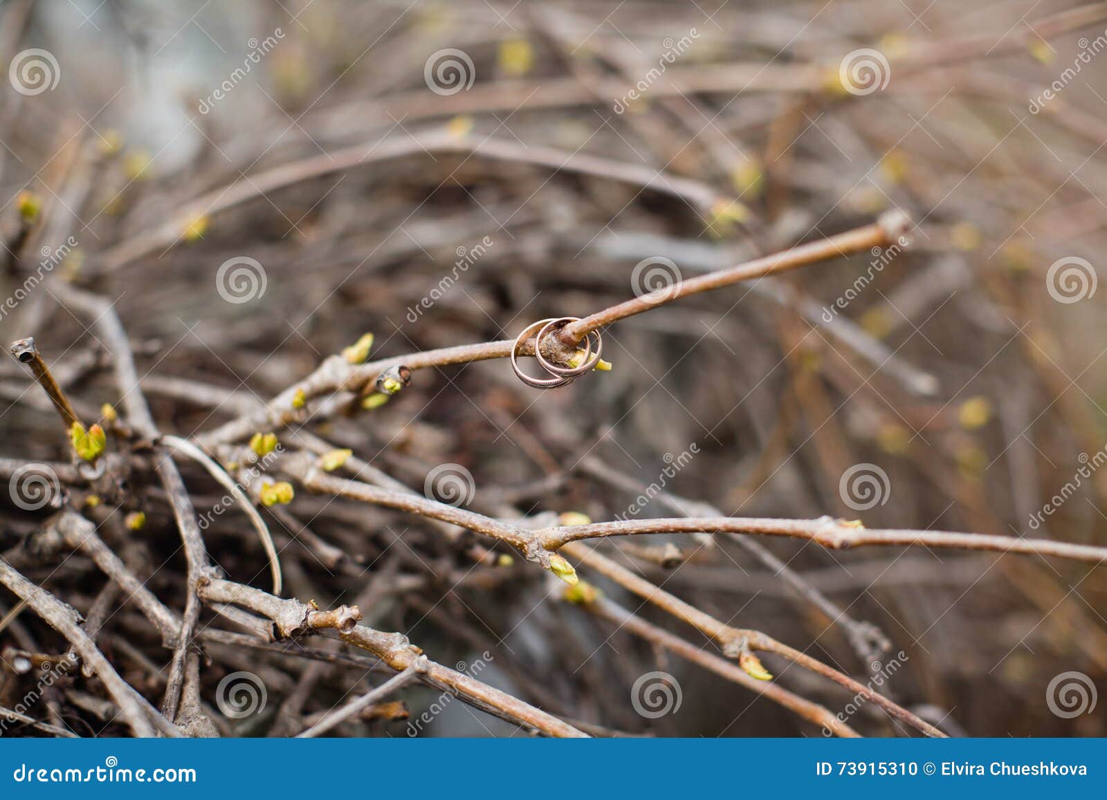 Wedding Rings on the Branches Stock Photo - Image of decor, ceremony ...