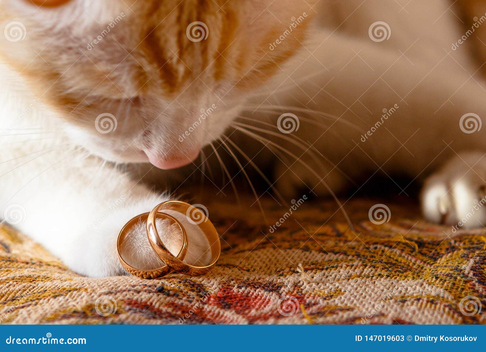 Wedding Rings on the Cat`s Foot Stock Image - Image of retro, ancient ...