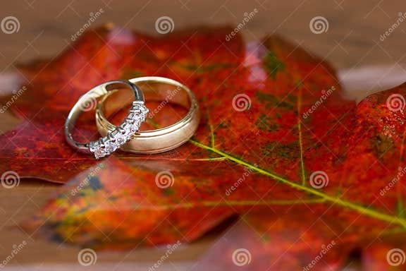 Wedding Rings in the Fall stock image. Image of together - 4973365
