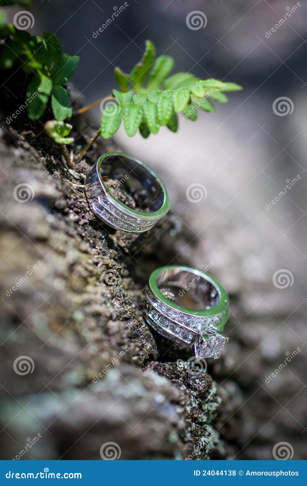 Wedding Rings in the Forest Stock Photo - Image of bands, groom: 24044138