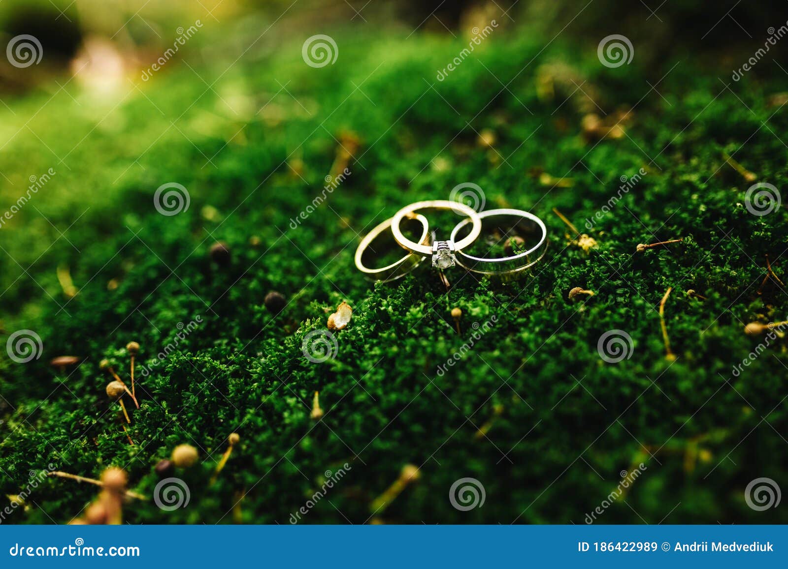 Wedding Rings on Green Moss in Forest Stock Image - Image of decoration ...