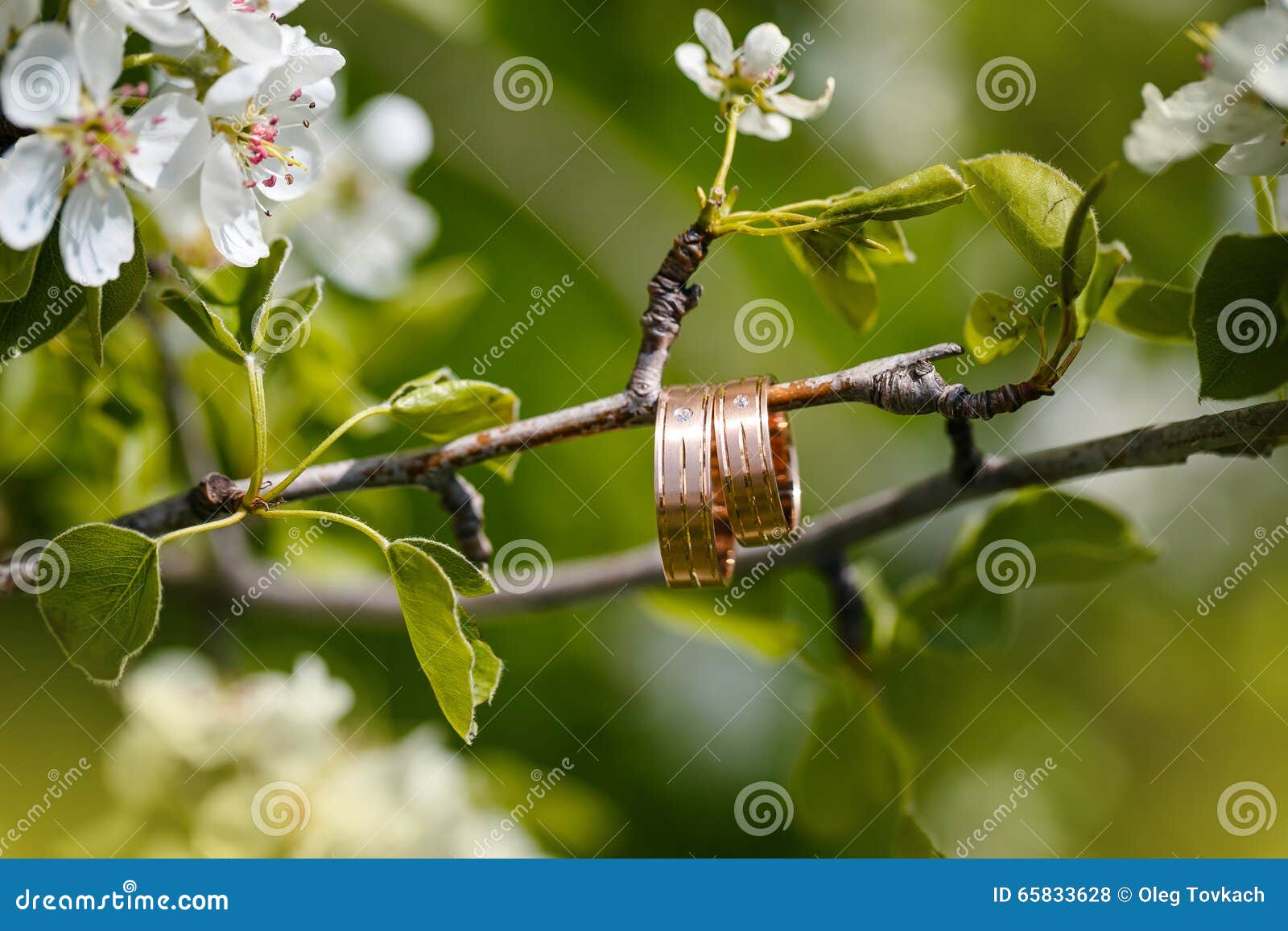 Wedding Rings Hang on a Branch Stock Photo - Image of white, closeup ...