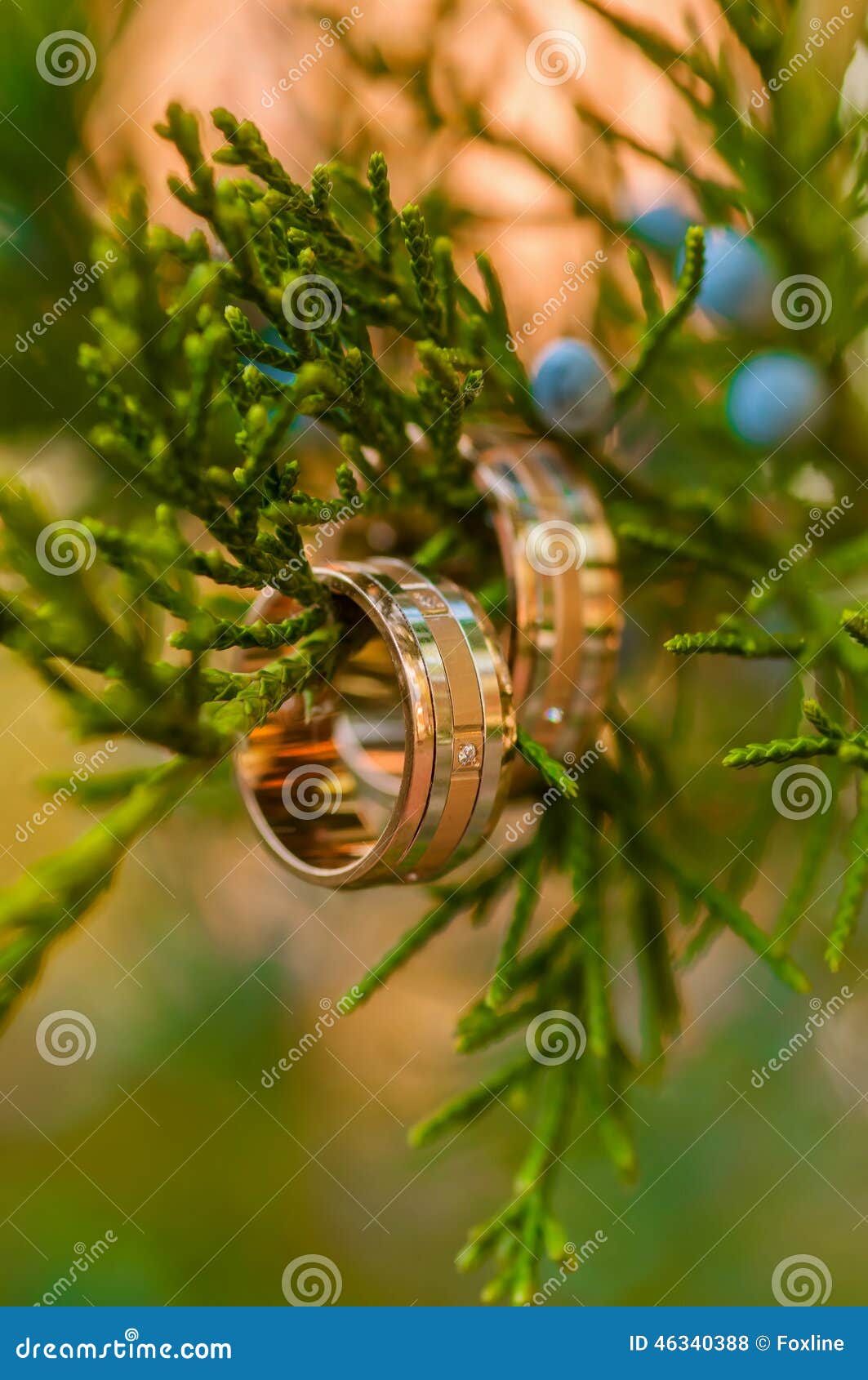 Wedding Rings Hanging on Tree Stock Photo - Image of close, bride: 46340388