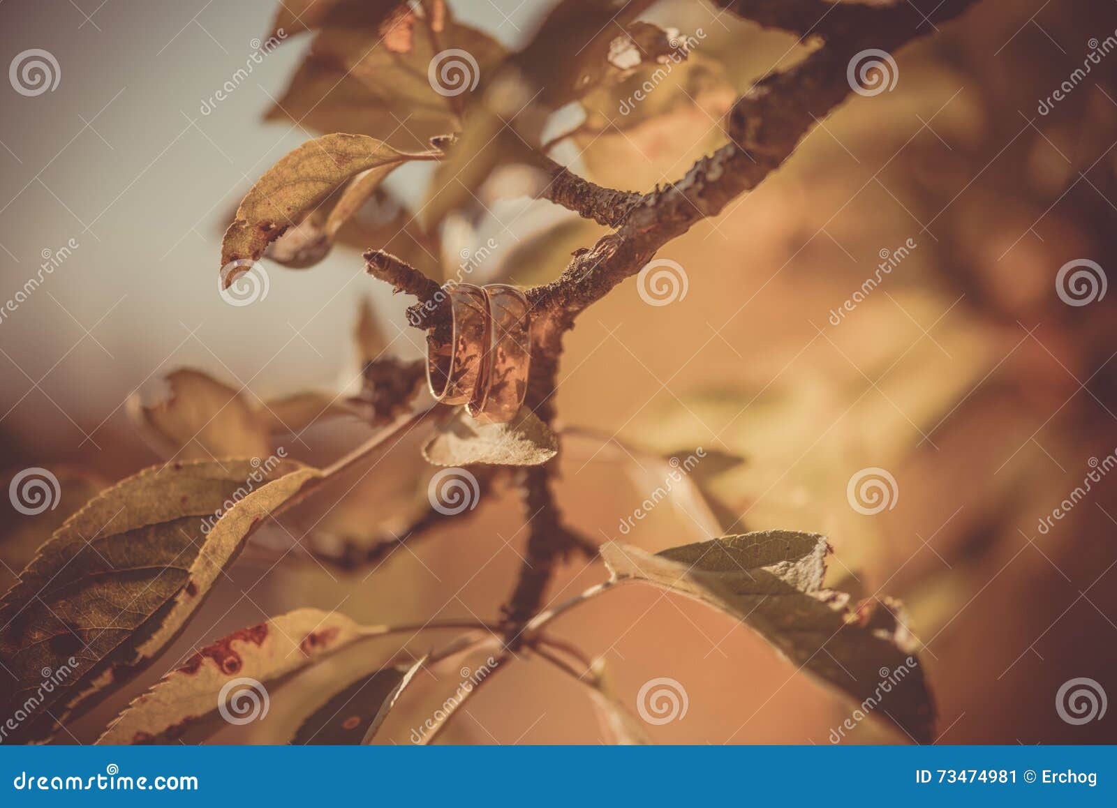 Wedding Rings Hanging on Tree S Branch Stock Image - Image of couple ...