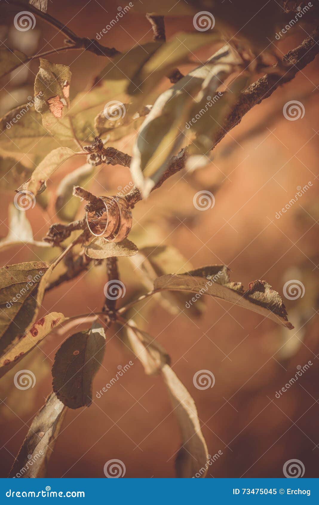 Wedding Rings Hanging on Tree S Branch Stock Image - Image of bright ...
