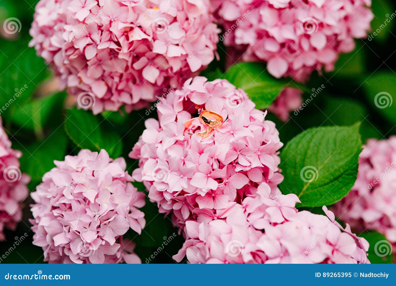 Wedding Rings on the Hydrangeas Stock Image - Image of marriage, life ...
