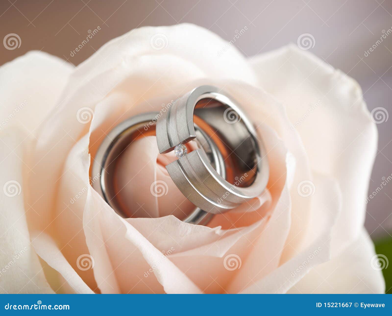 Wedding Rings Inside a Rose Blossom Stock Image - Image of wedding ...