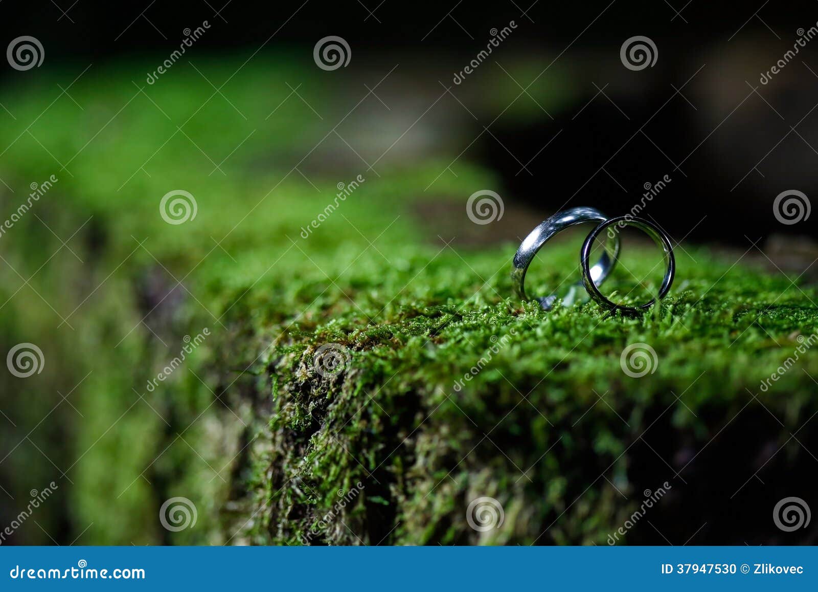 Wedding rings on moss stock photo. Image of engagement - 37947530