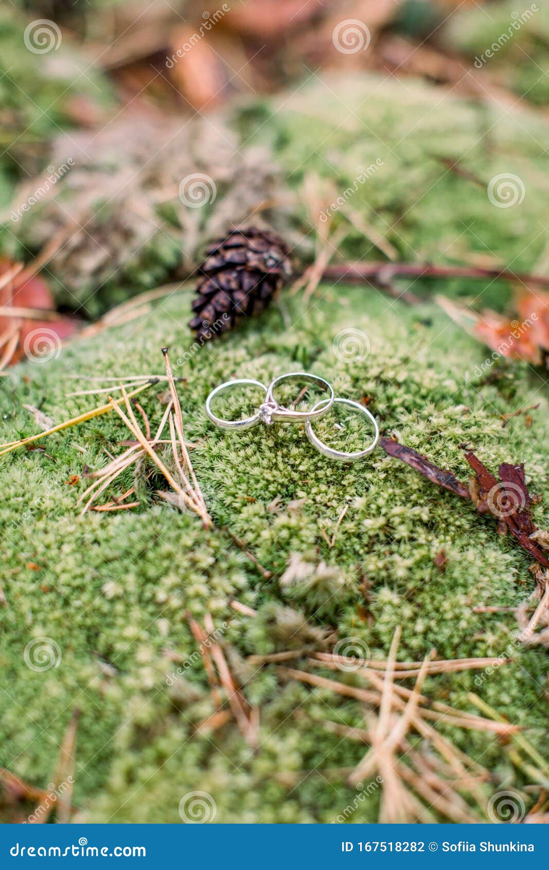 Wedding Rings on Moss. Golden Wedding Rings on Green Moss in Forest ...