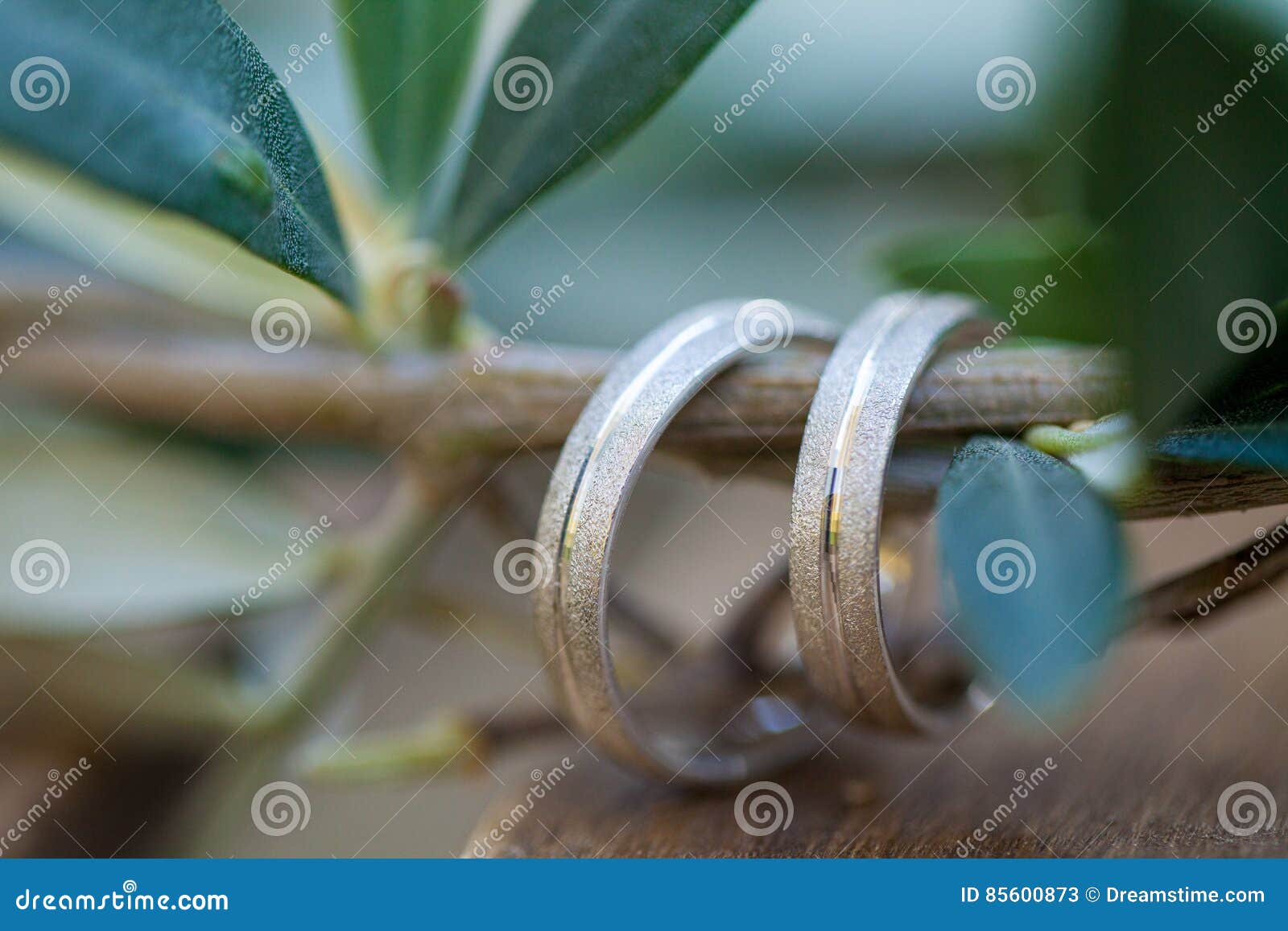 Wedding Rings on the Olive Tree Branch Stock Image - Image of leaf ...