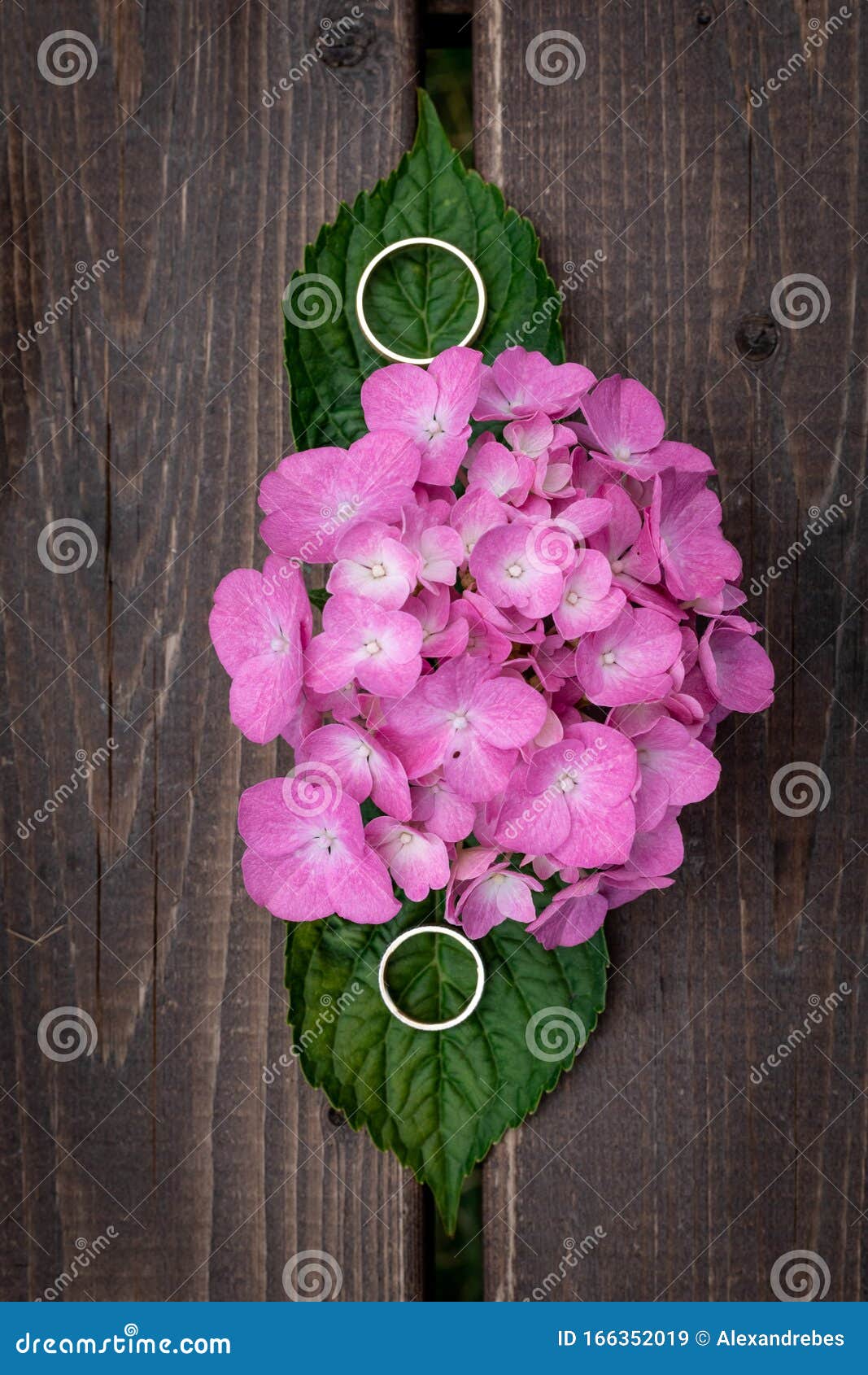 Wedding Rings with a Purple Flower Stock Image - Image of bride ...