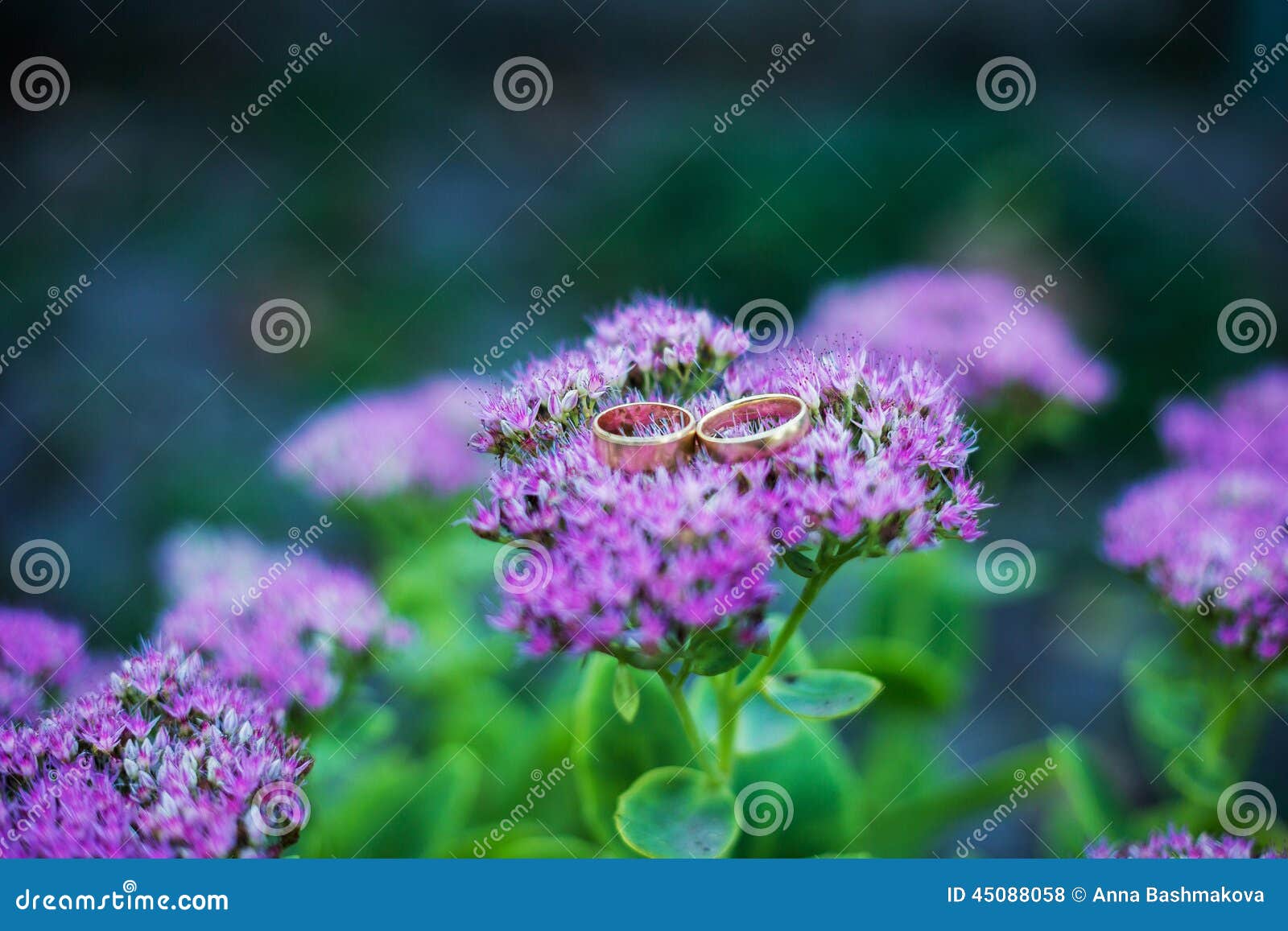 Wedding Rings on a Purple Flower Stock Photo - Image of connection ...