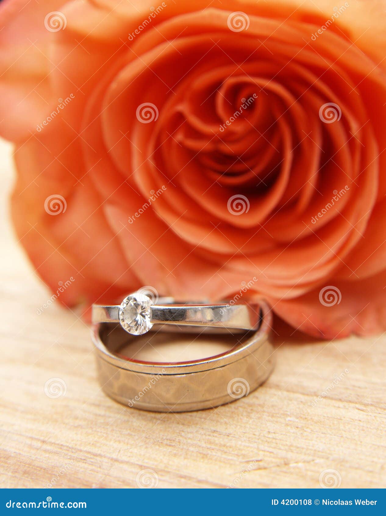 Wedding Rings on a Red Rose Stock Photo - Image of pair, life: 4200108
